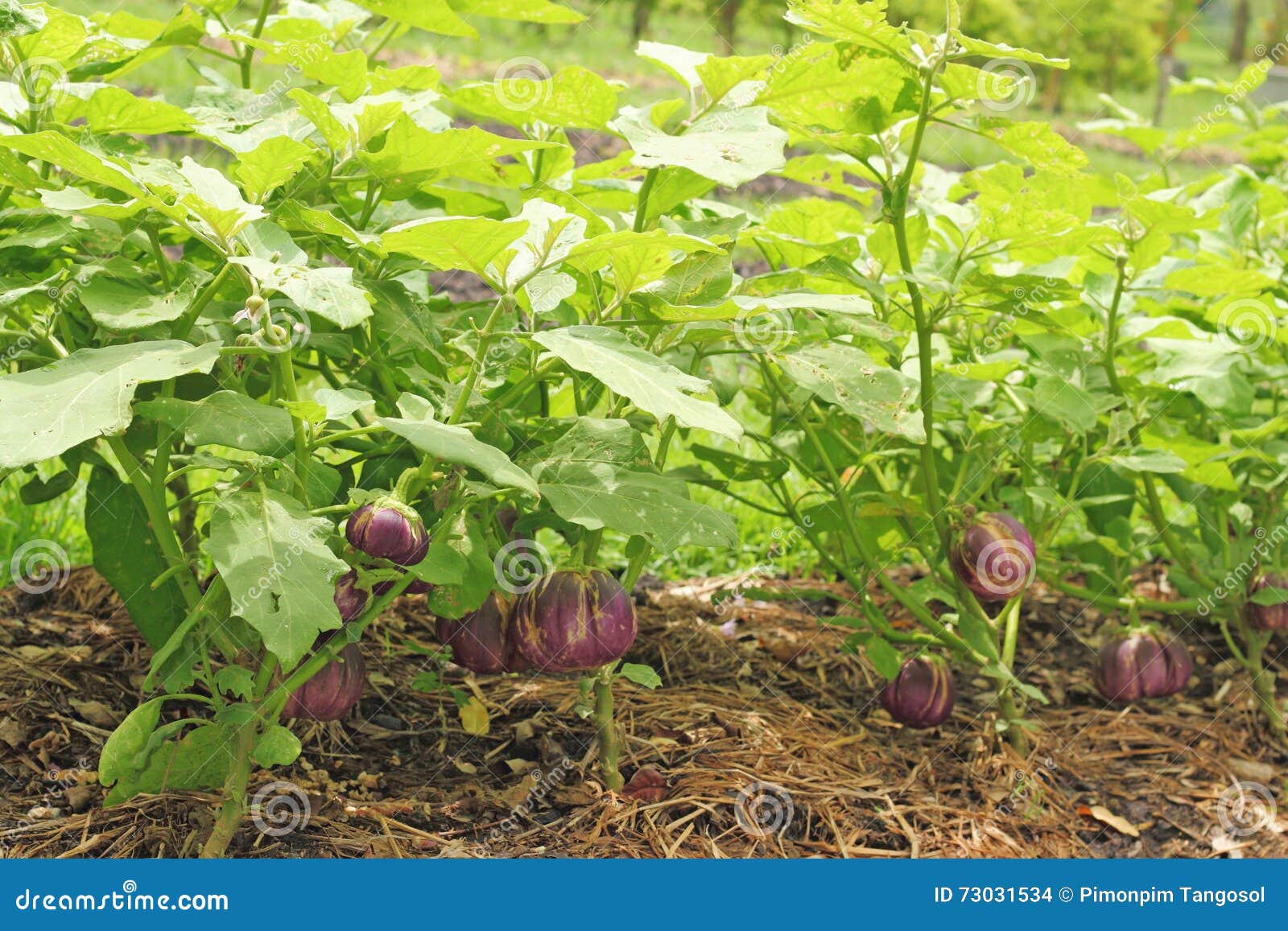 Eggplant on tree stock photo. Image of background, fruit - 73031534