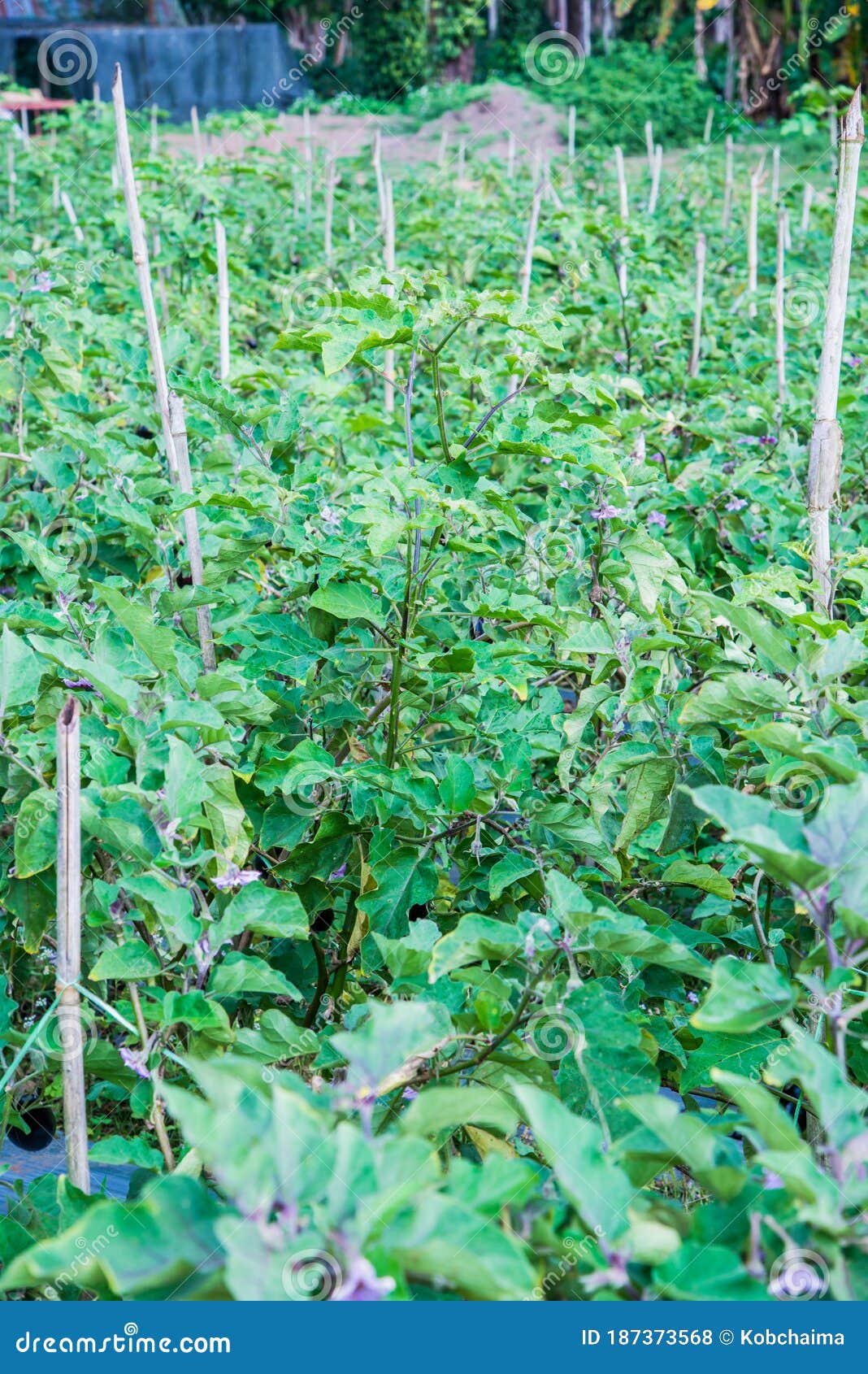 Eggplant Tree in the Garden Stock Photo - Image of nutrition, growing ...