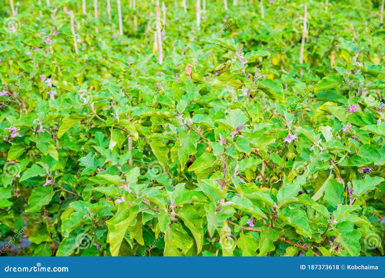 Eggplant Tree in the Garden Stock Photo - Image of growth, aubergine ...