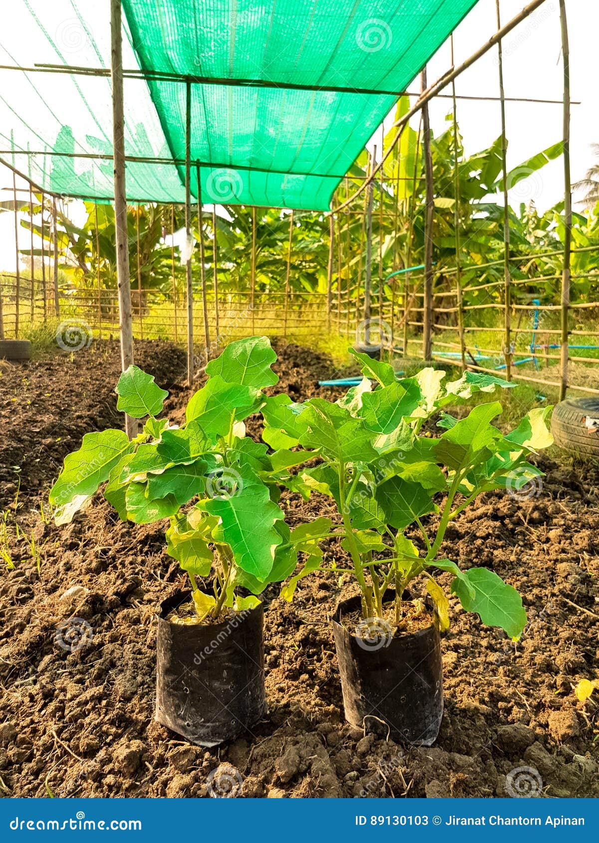 Eggplant Trees are Waiting for Planted on the Farm Stock Image - Image ...