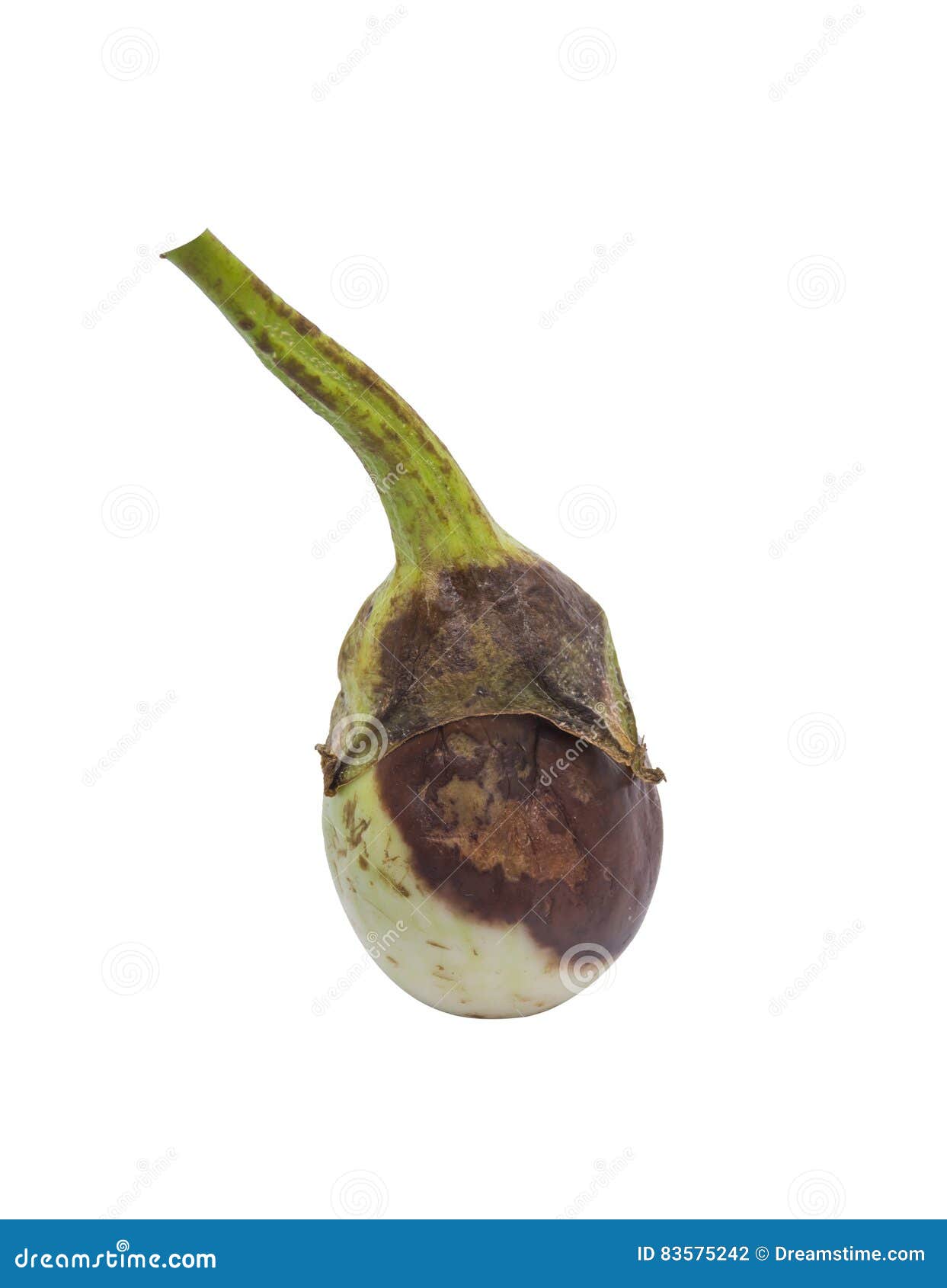 Eggplant Withering Stock Photos - Free & Royalty-Free Stock Photos from ...