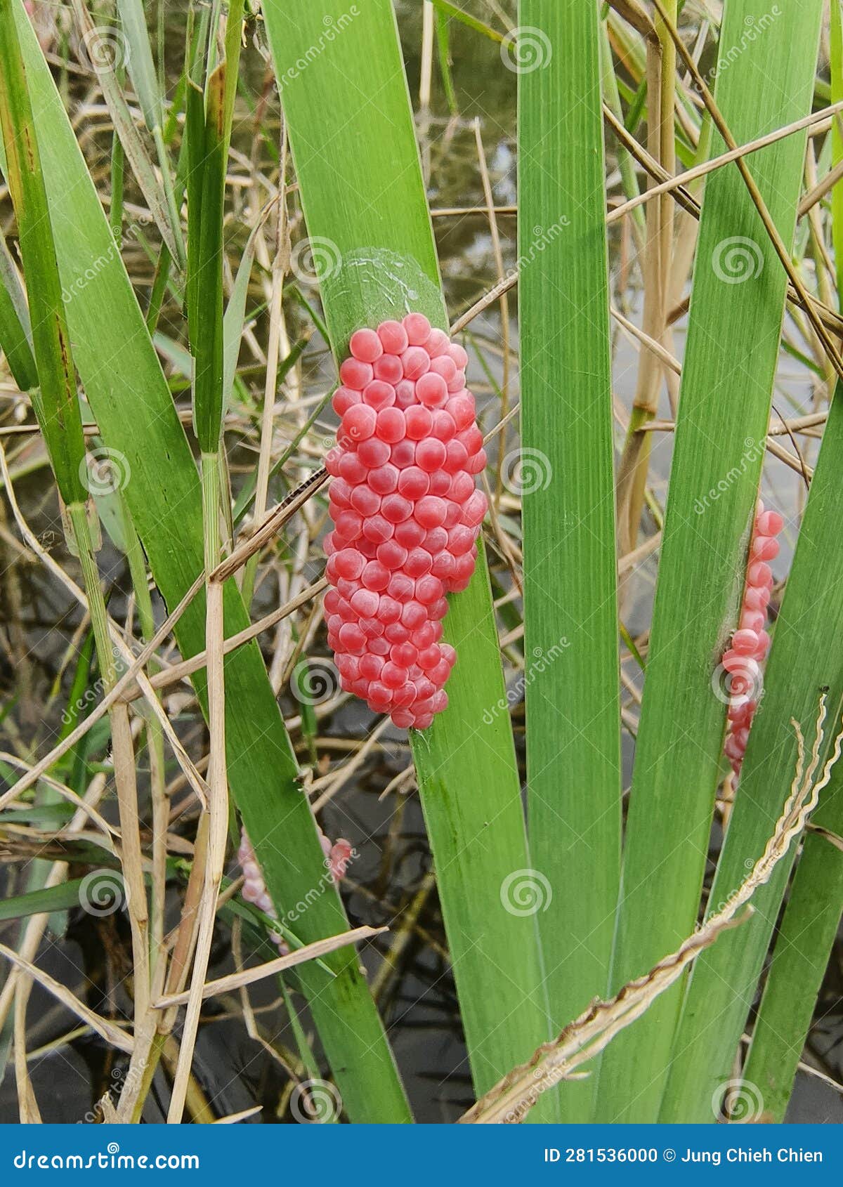 Eggs of Apple Snails in Chulu Ranch, Beinan Township Stock Photo ...
