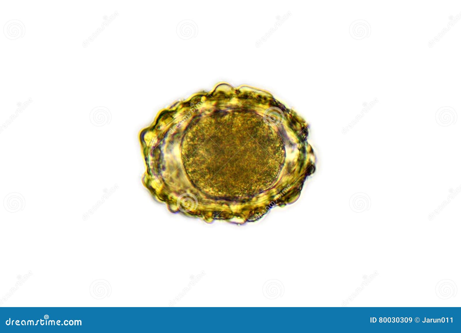 Eggs of Ascaris Lumbricoides (roundworm) Stock Image - Image of ...