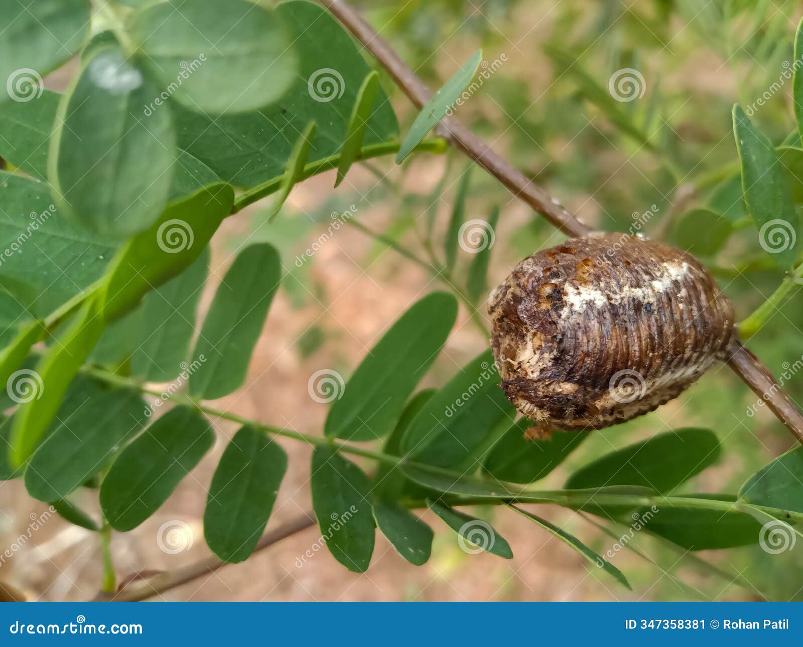 Eggs of Asian Jumping Mantis or Statilia Maculata Stock Image - Image ...