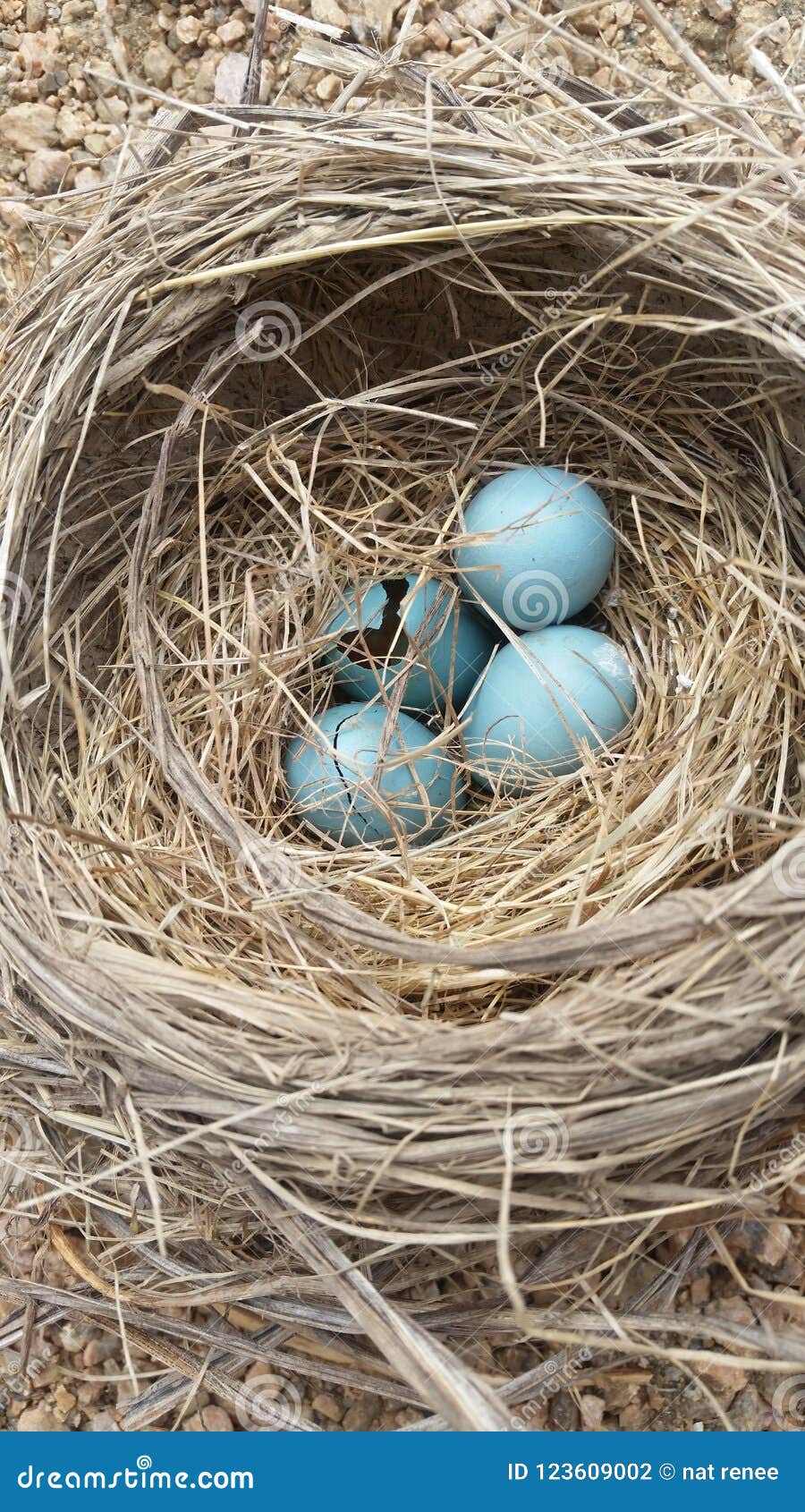 Eggs stock photo. Image of beautiful, nets, birds, full - 123609002