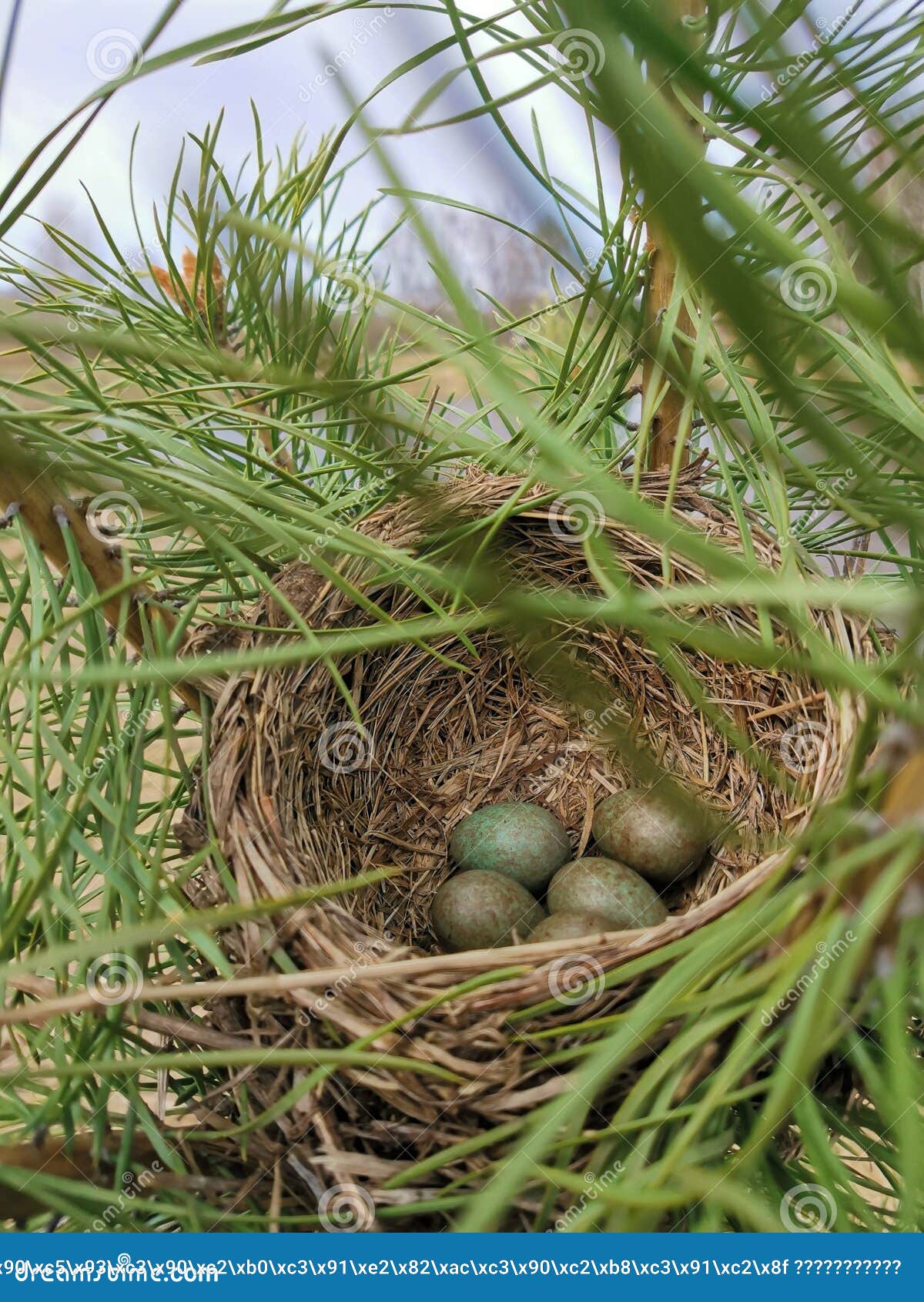 Eggs of bird stock image. Image of tree, bird, spring - 255988687