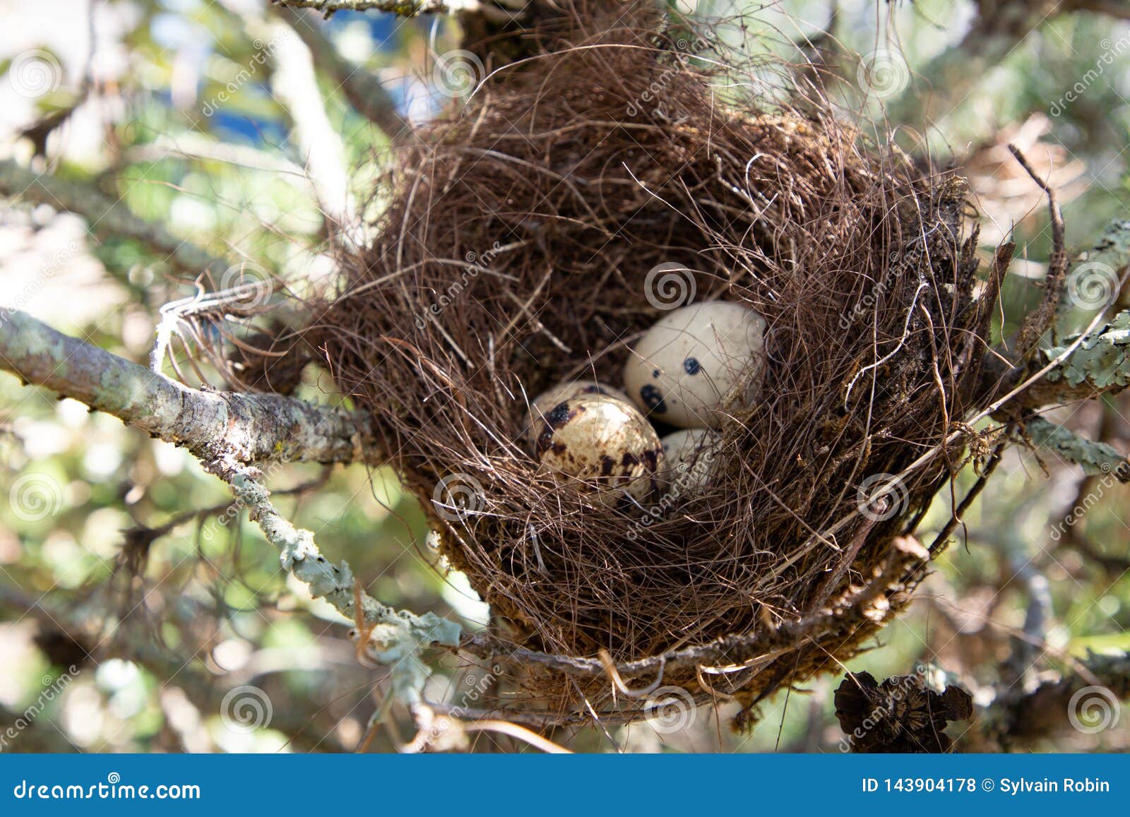 Eggs in a Bird Nest in Nature Tree Stock Photo - Image of seasonal ...