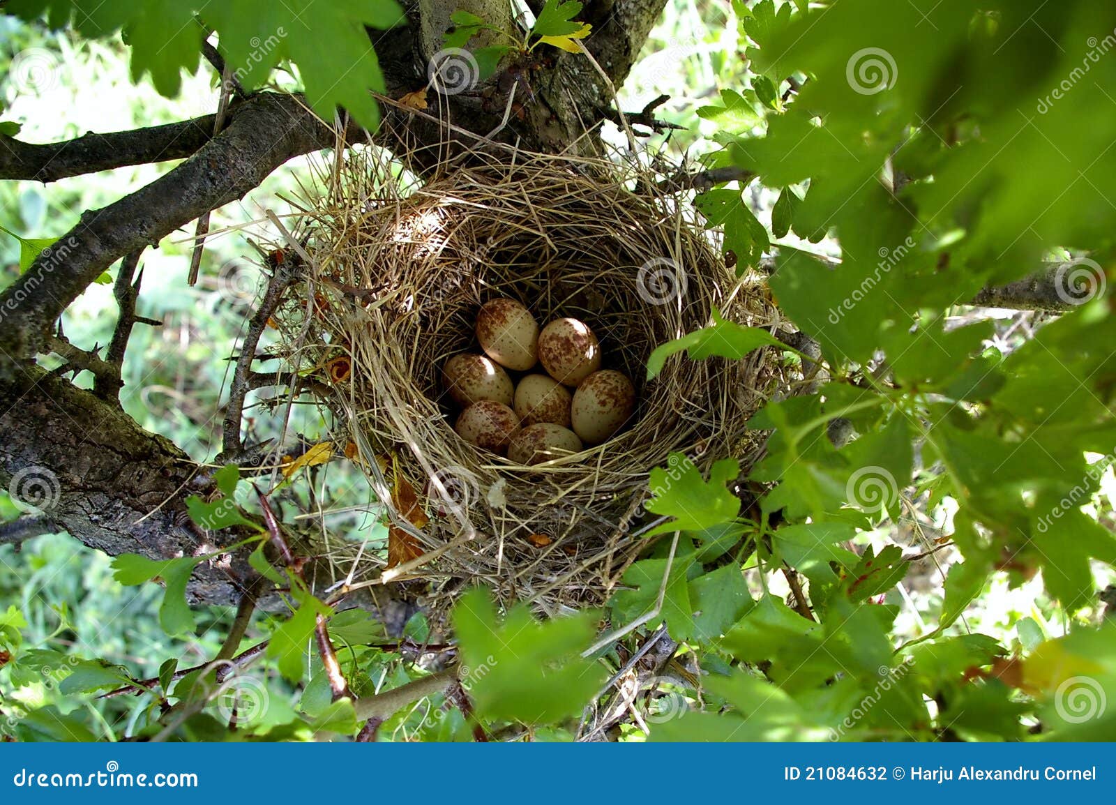Eggs in birds nest stock photo. Image of life, aerial - 21084632
