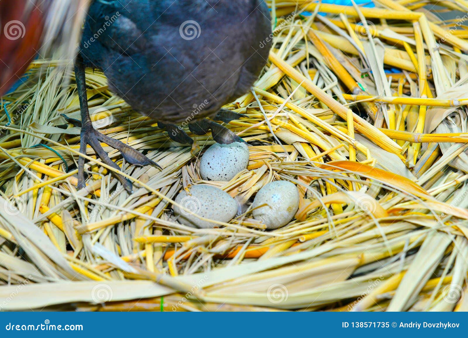 Eggs of Birds in the Nest of Straw Stock Image - Image of birds, feet ...