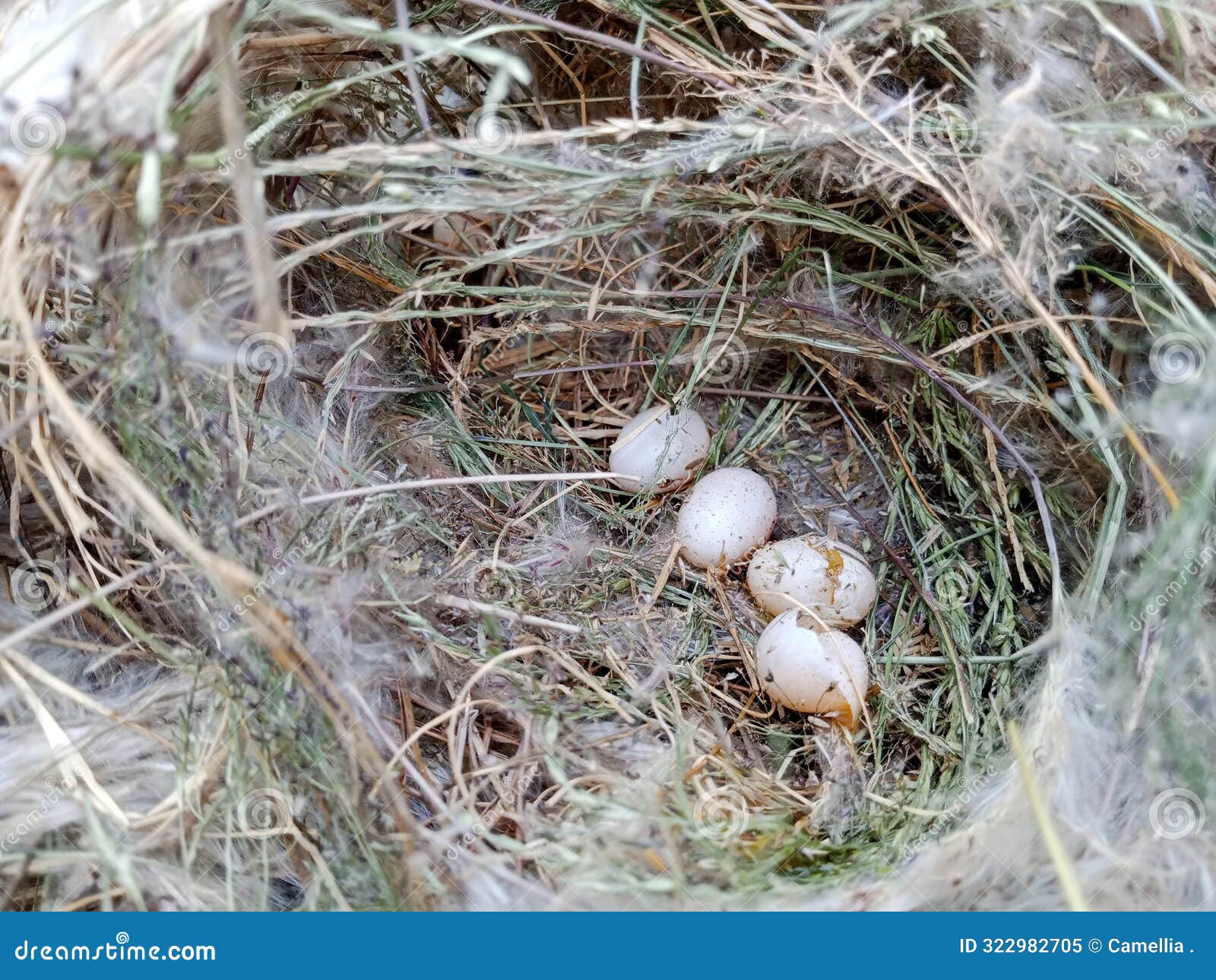 Eggs in a Birds Nest. Whole and Broken Bird Eggs in the Nest Stock ...