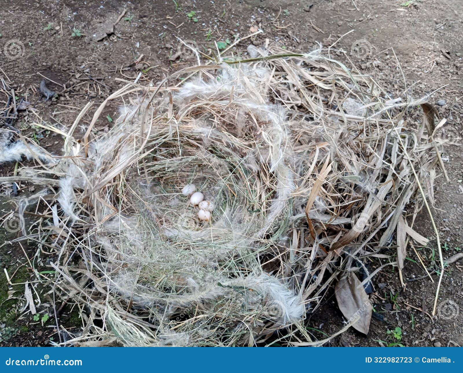 Eggs in a Birds Nest. Whole and Broken Bird Eggs in the Nest Stock ...