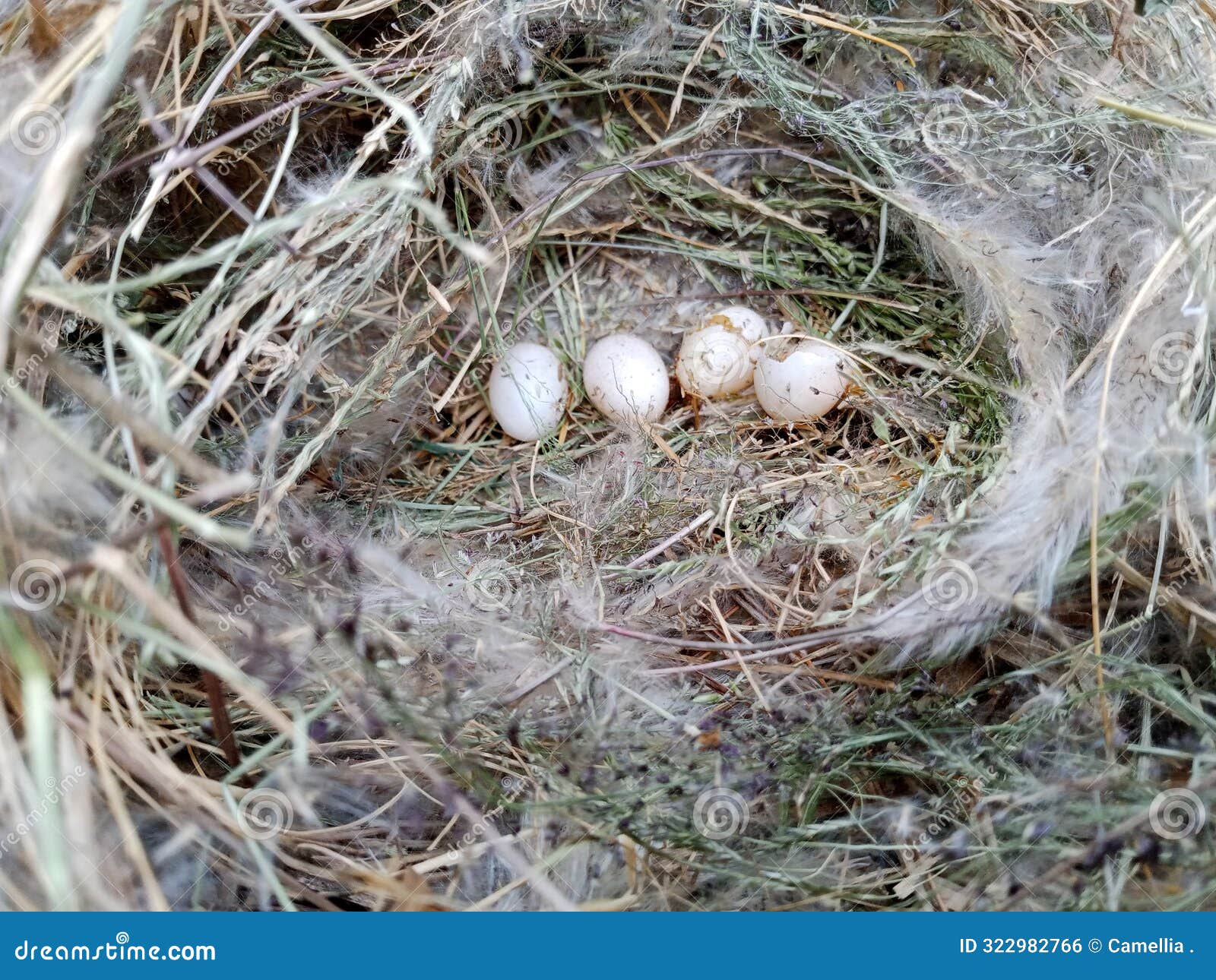 Eggs in a Birds Nest. Whole and Broken Bird Eggs in the Nest Stock ...