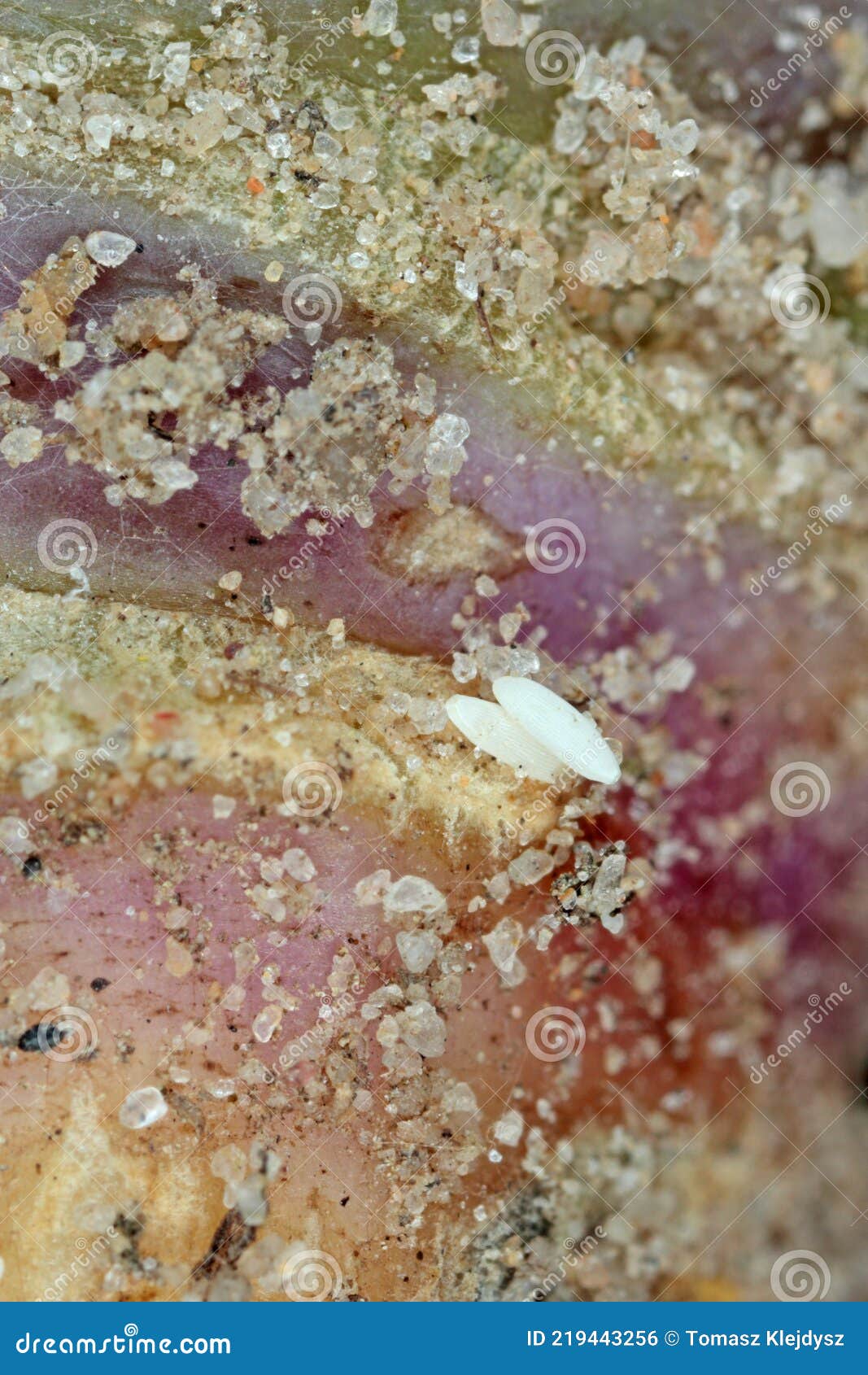 Eggs of Cabbage Fly (also Cabbage Root Fly, Root Fly or Turnip Fly ...