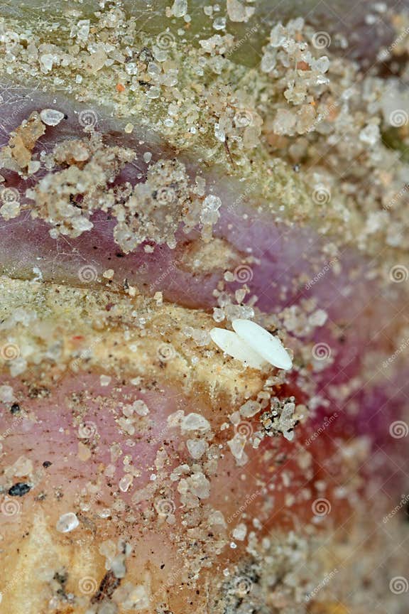 Eggs of Cabbage Fly (also Cabbage Root Fly, Root Fly or Turnip Fly ...