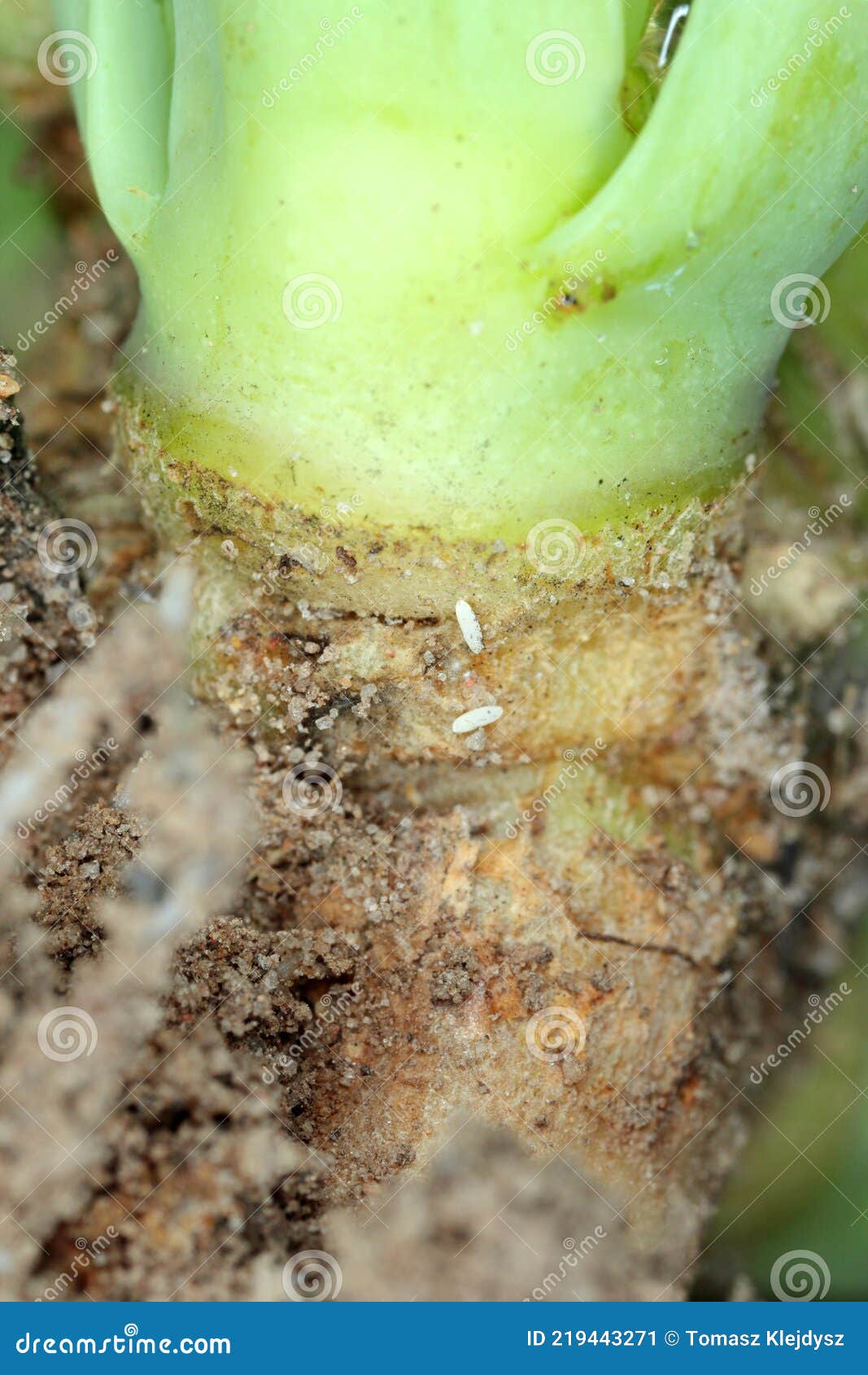 Eggs of Cabbage Fly (also Cabbage Root Fly, Root Fly or Turnip Fly ...
