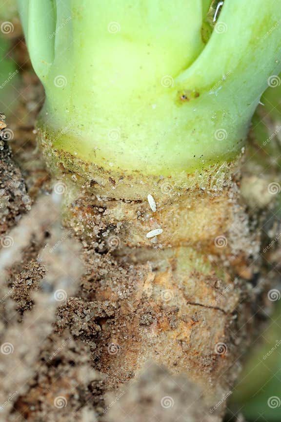 Eggs of Cabbage Fly (also Cabbage Root Fly, Root Fly or Turnip Fly ...
