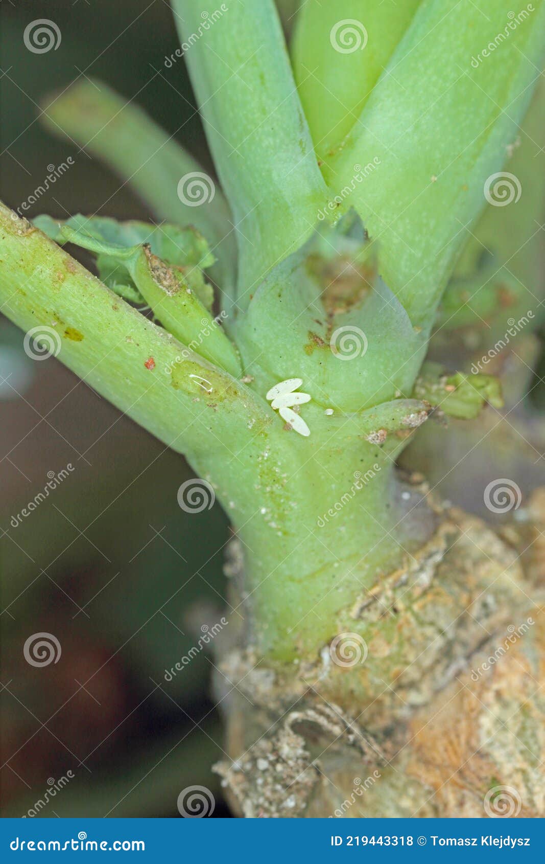 Eggs of Cabbage Fly (also Cabbage Root Fly, Root Fly or Turnip Fly ...