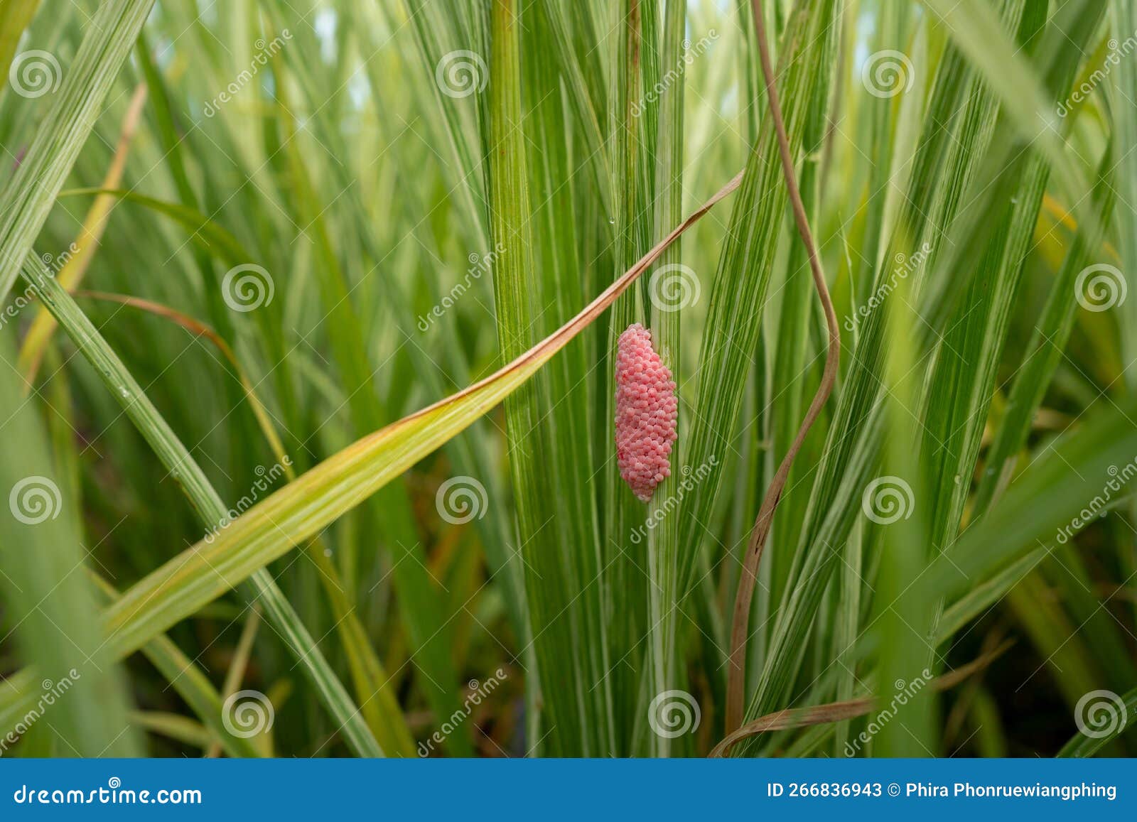 Snails Lay Eggs In Rice Fields. Family Of African Snails Achatina Near ...