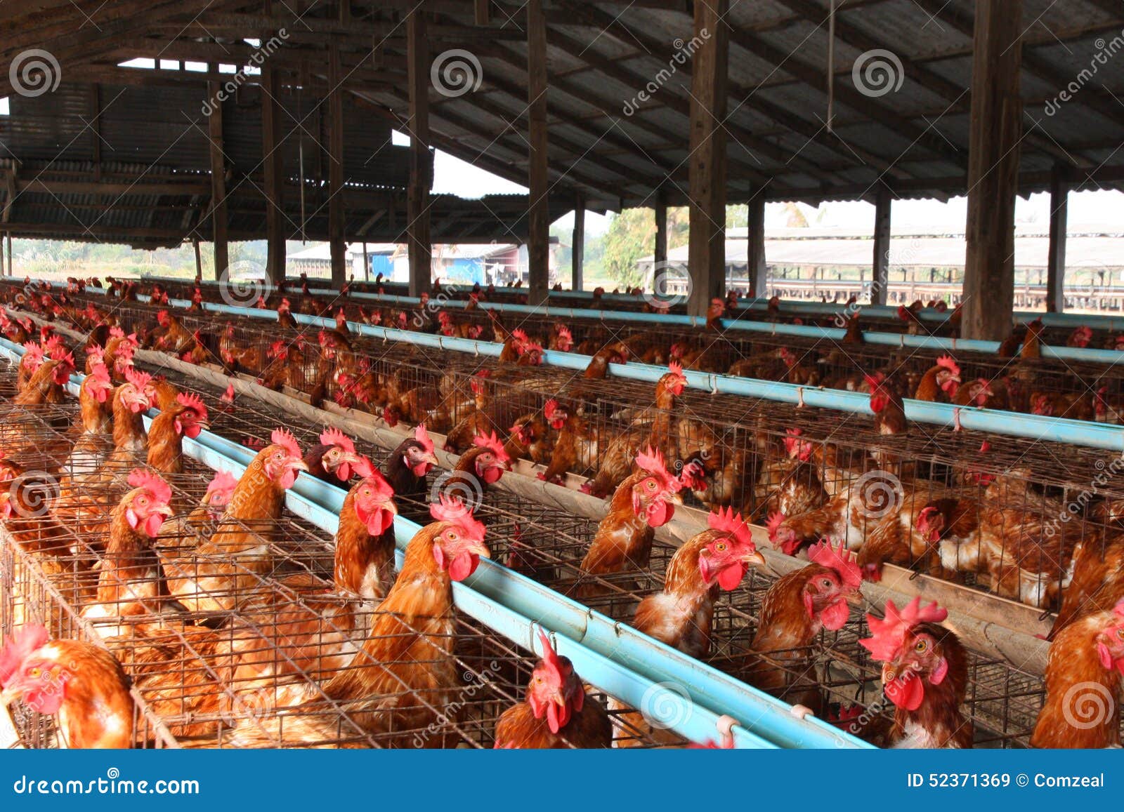 Eggs chicken farm stock image. Image of industry, chicken - 52371369