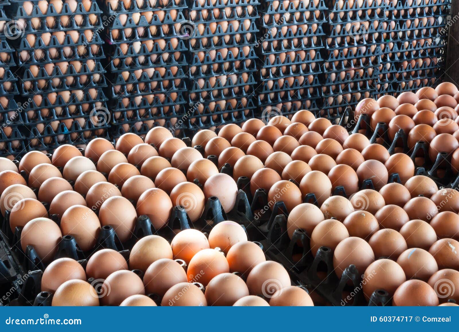 Eggs from chicken farm stock image. Image of eggs, nature - 60374717