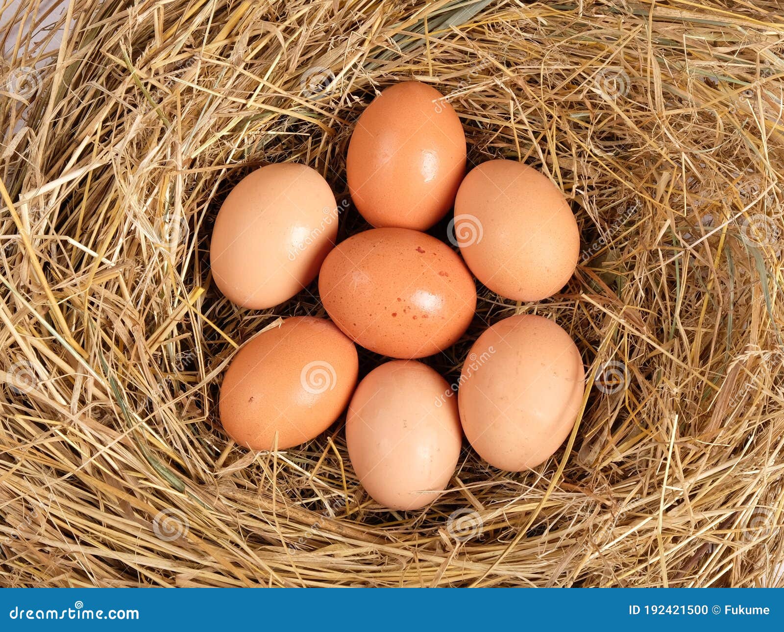 Eggs in a Chicken Nest Top View Stock Photo - Image of basket ...