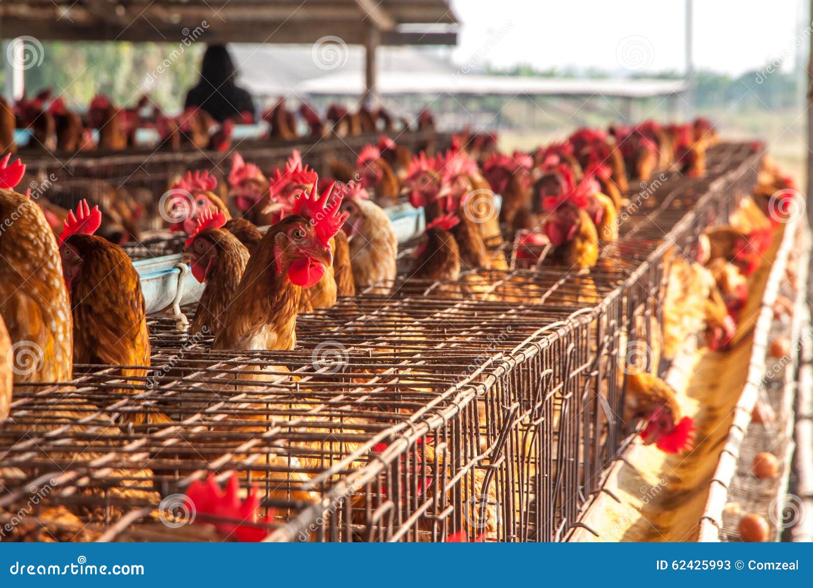 Eggs Chickens in the Local Farm Stock Image - Image of rural, feed ...
