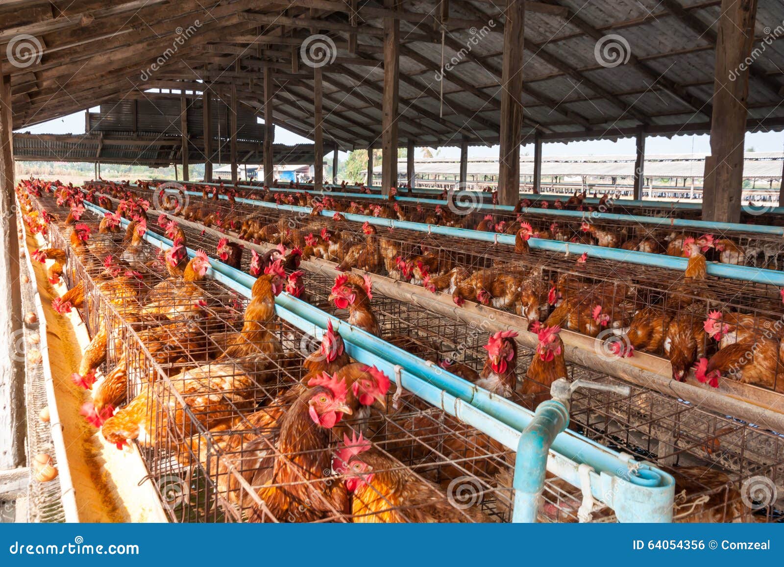 Eggs Chickens in the Local Farm Stock Photo - Image of industry ...