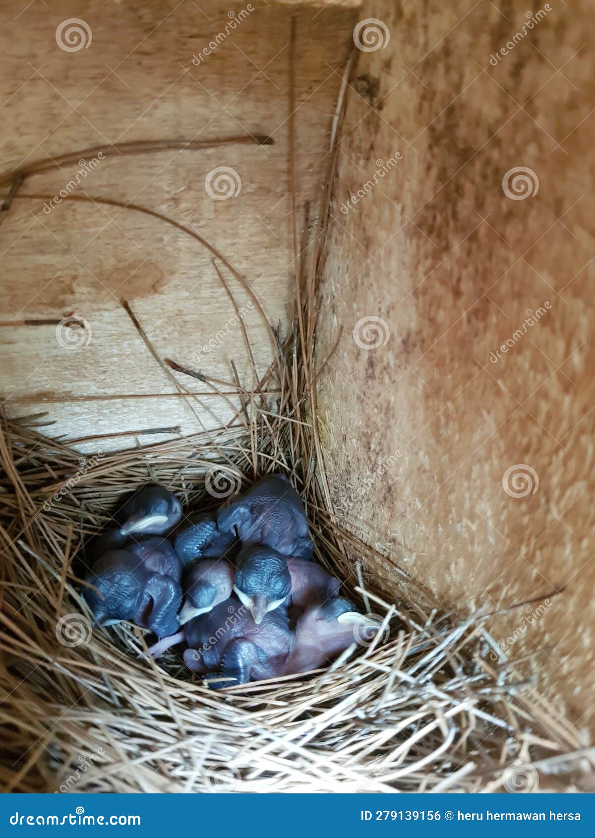 5 Eggs and 5 Chicks of Stone Magpie Stock Photo - Image of birds, eggs ...