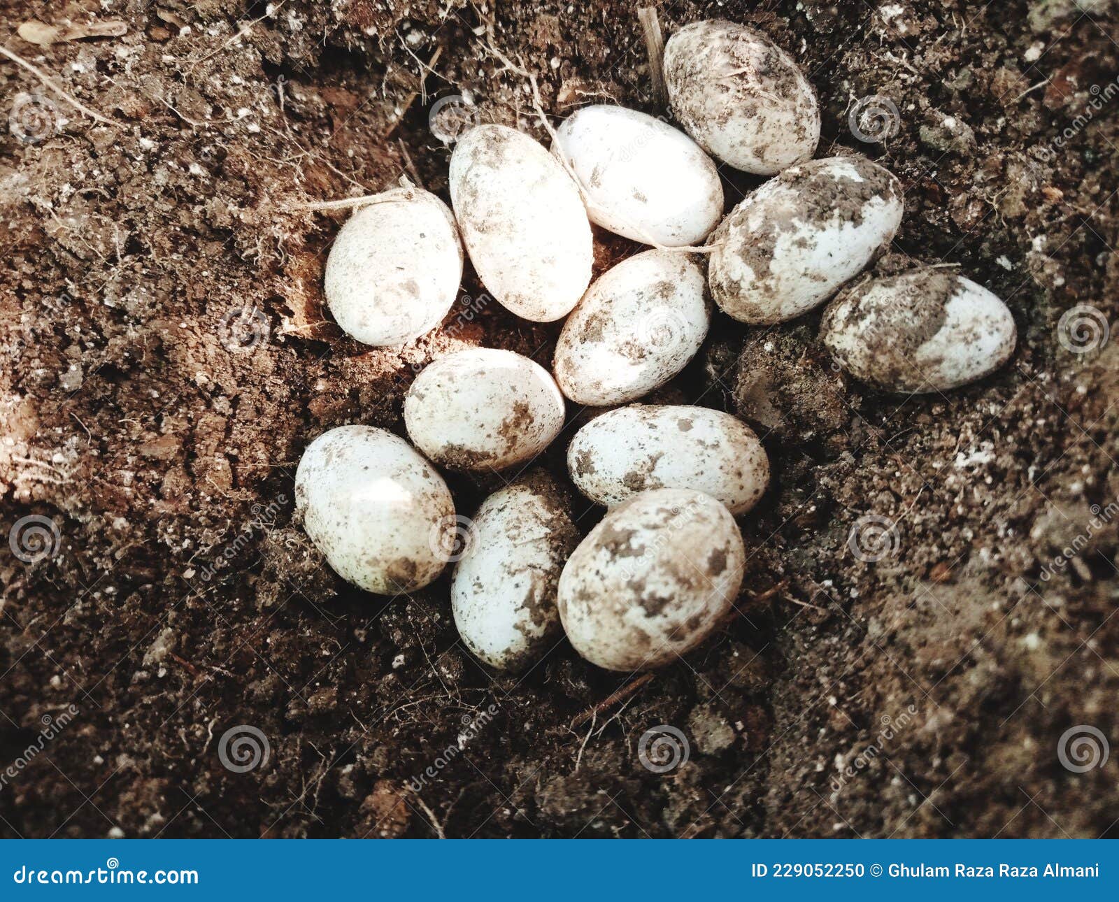 The eggs of cobra snake stock photo. Image of 5667677888 - 229052250