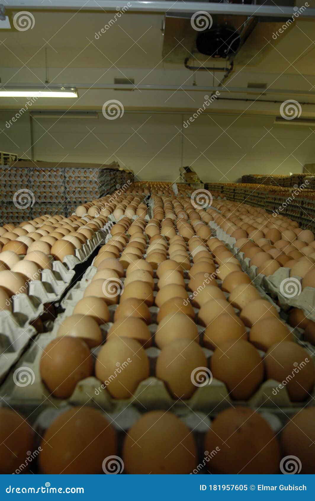 Eggs in cold storage room stock image. Image of brown - 181957605
