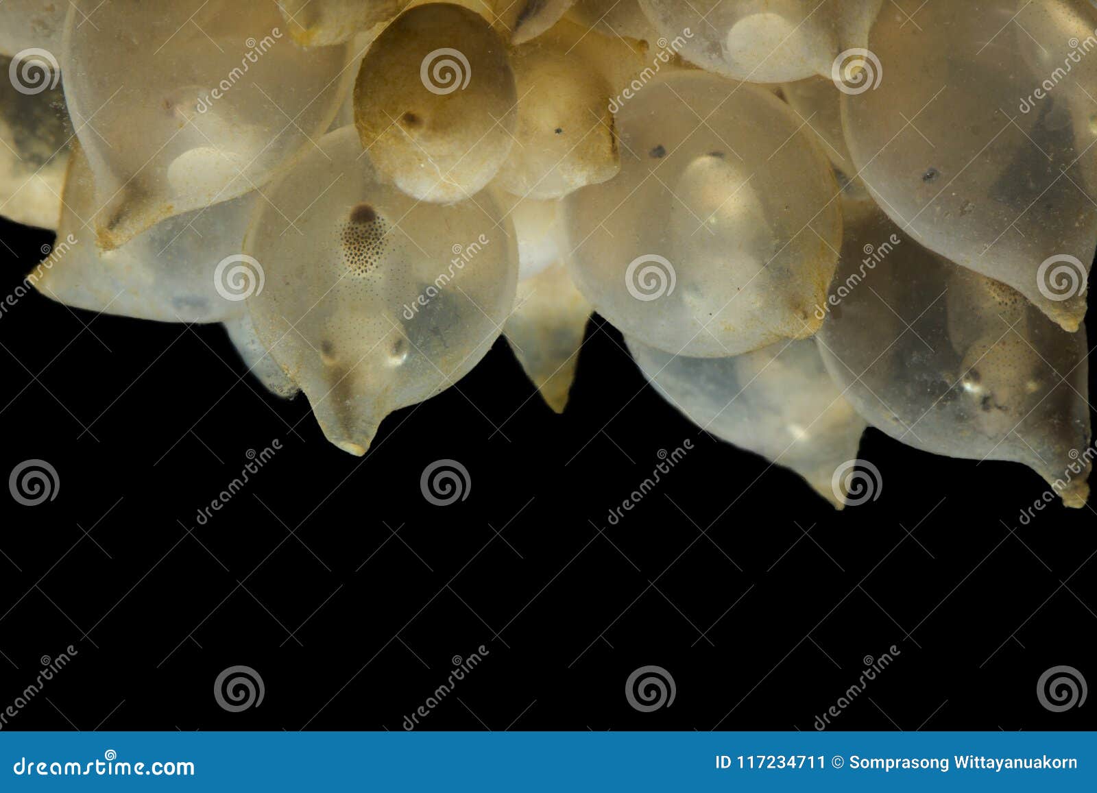 Eggs of Cuttle Fish in Salt Water Stock Image - Image of park, pacific ...