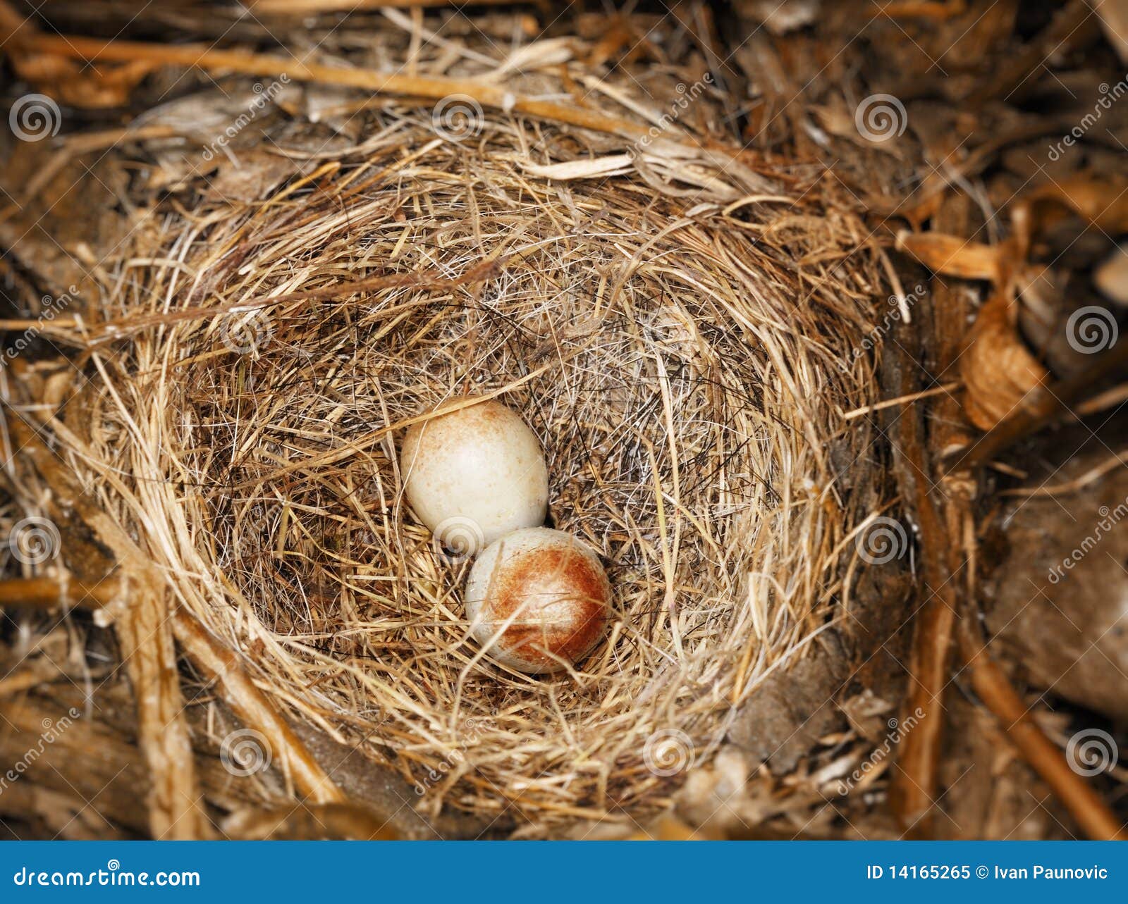Eggs of Dark-eyed Junco stock image. Image of birth, fauna - 14165265