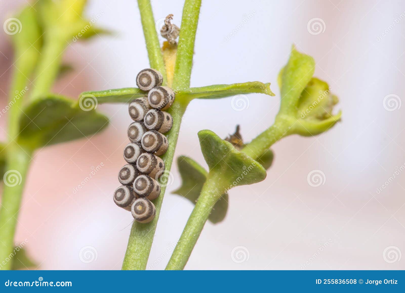 Eggs of Eurydema Ventralis Shield Bug on a Green Plant Under the Sun ...