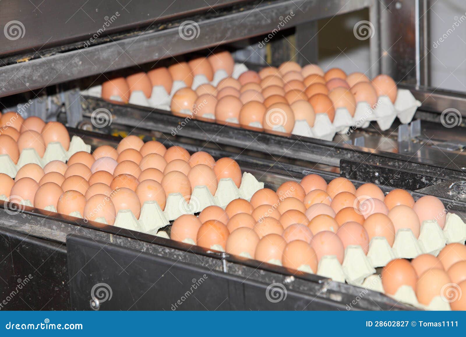 Eggs in factory stock image. Image of large, farm, factory - 28602827