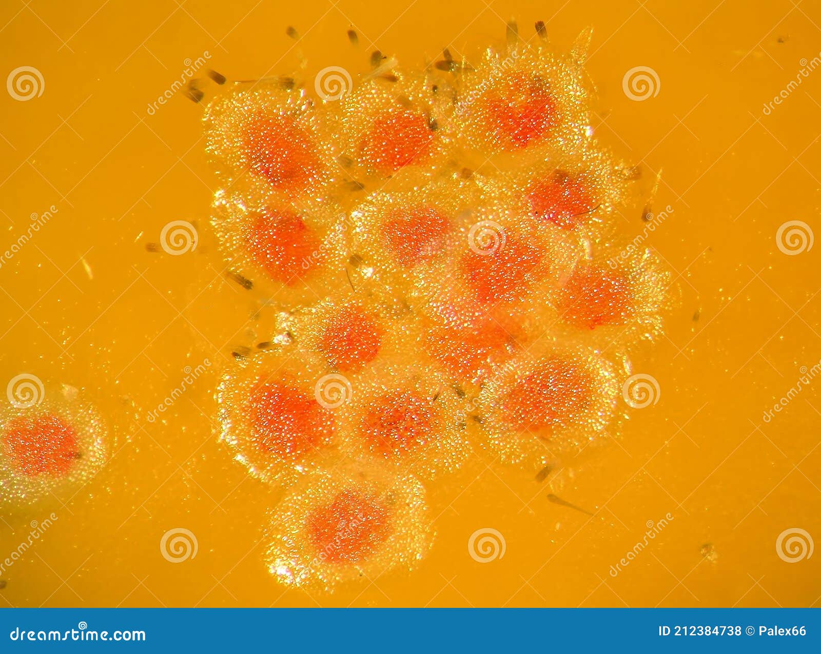 Eggs of False Codling Moth stock photo. Image of life - 212384738
