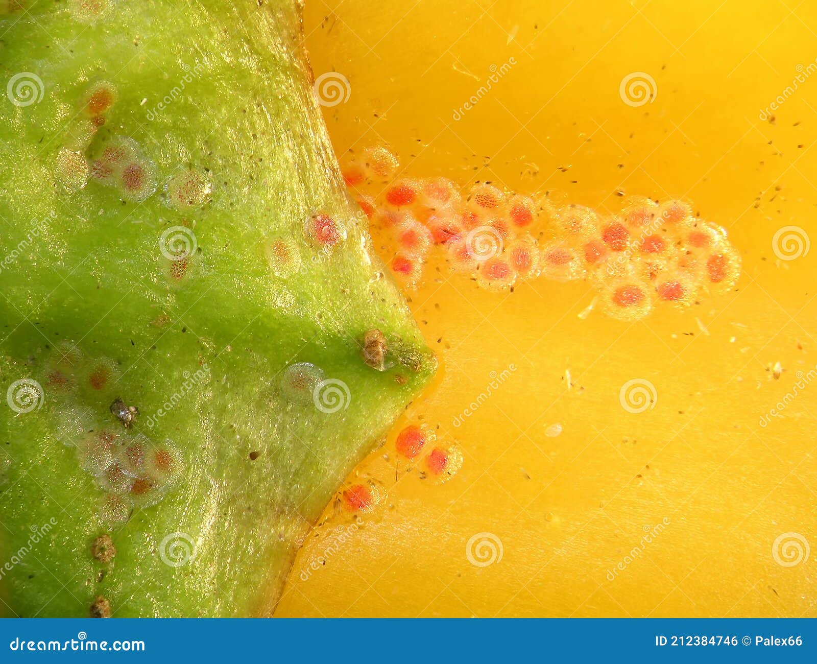 Eggs of False Codling Moth stock photo. Image of danger - 212384746