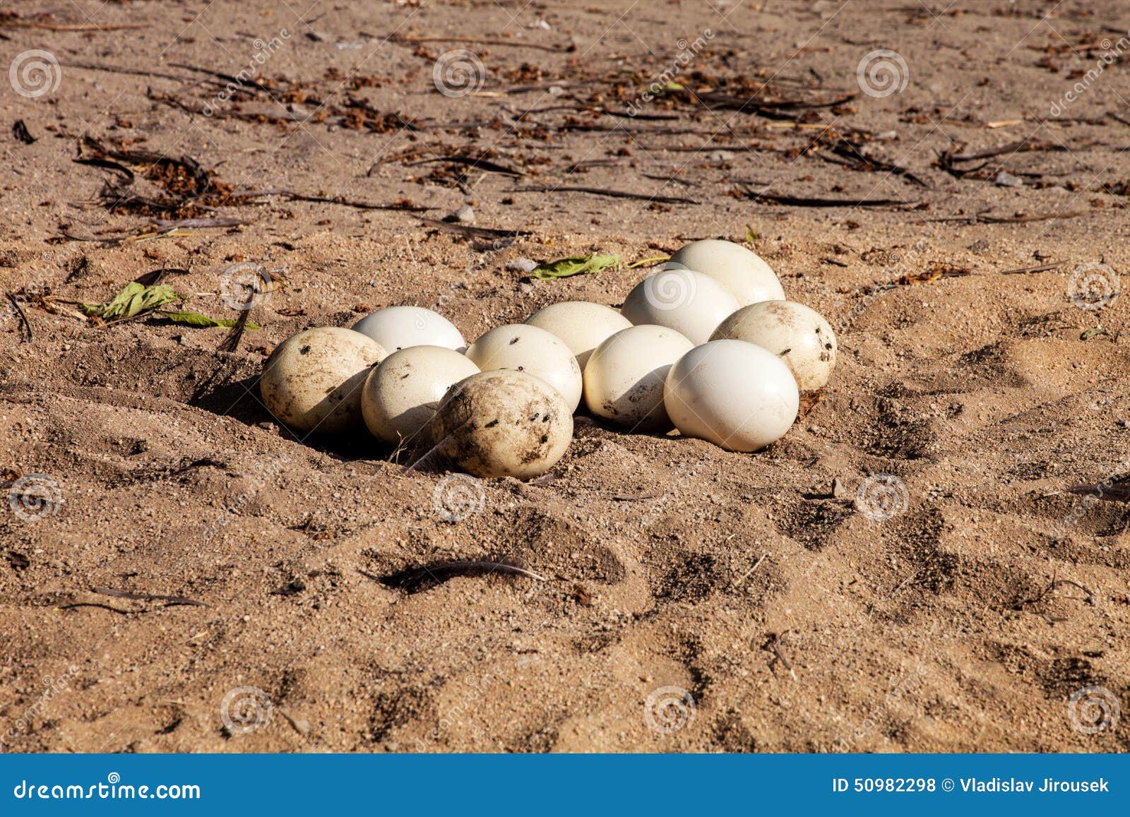 Eggs the Female Ostrich Struthio Camelus Stock Photo - Image of brown ...