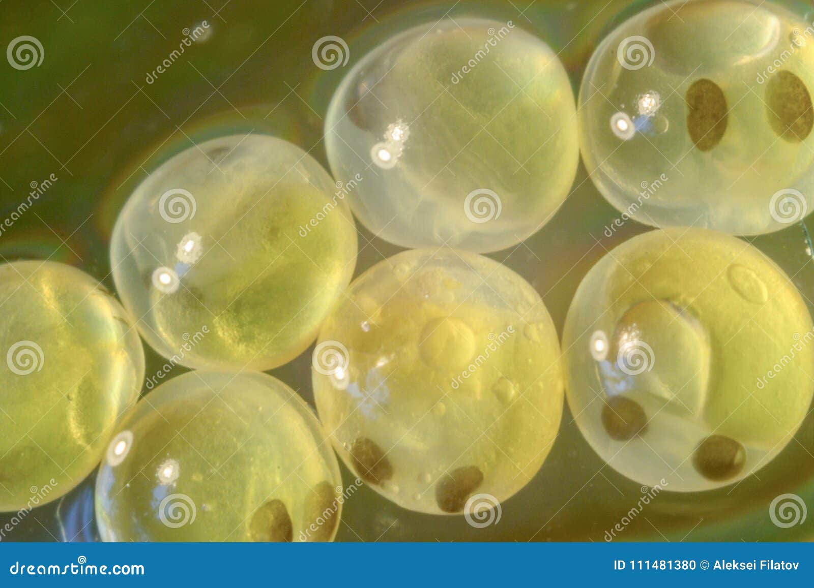Fish eggs macro stock photo. Image of marine, fish, wild - 111481380