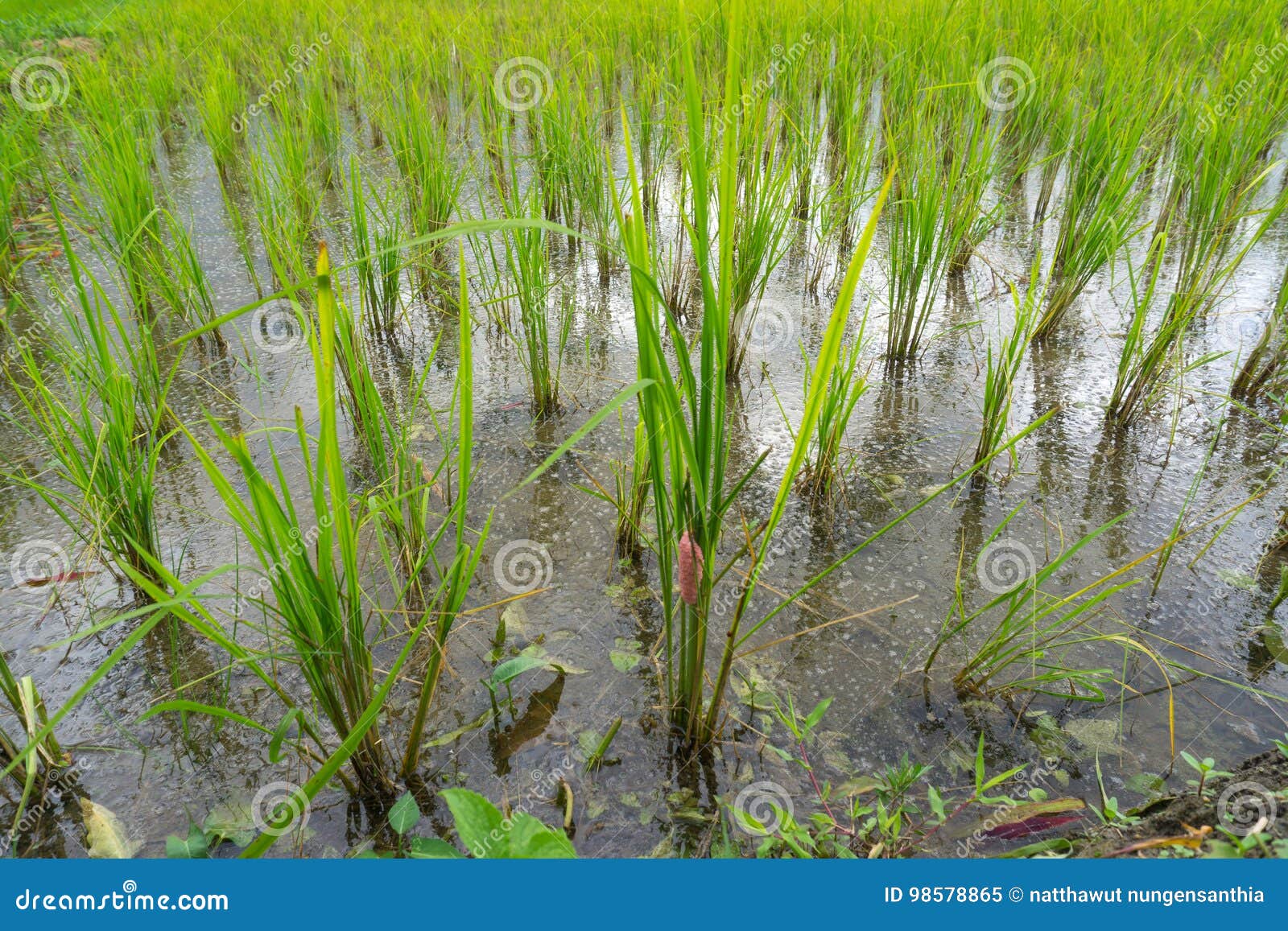 Eggs of Golden Applesnail in Rice Fields,Evil Enemies in Rice F Stock ...