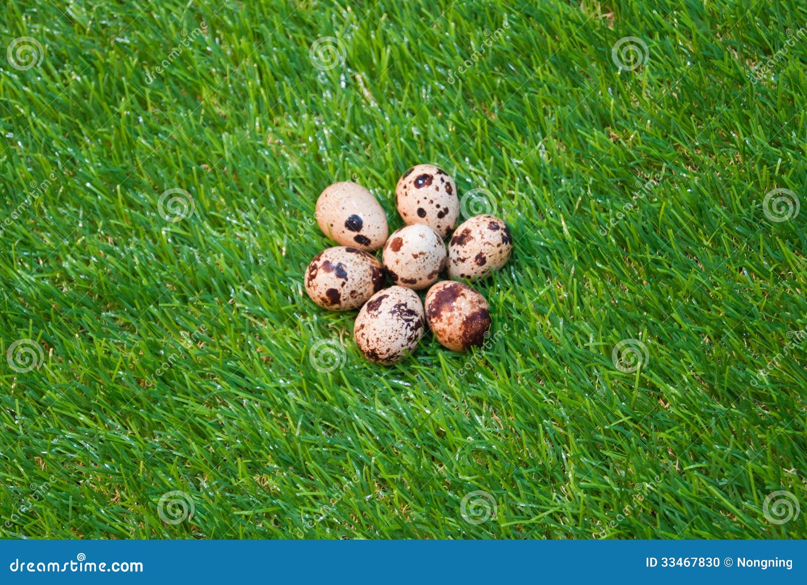Eggs on grass stock photo. Image of macro, closeup, holiday - 33467830