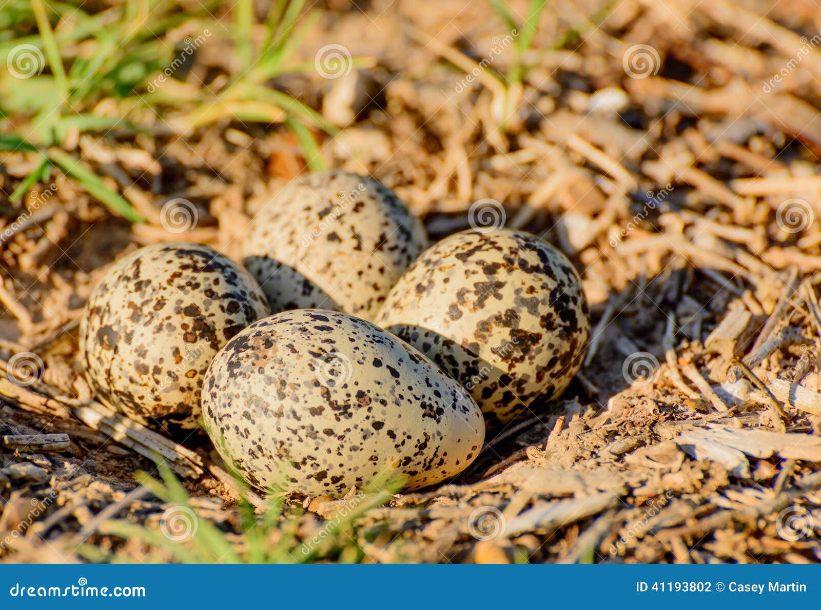 4 eggs in a ground nest stock photo. Image of four, nest - 41193802