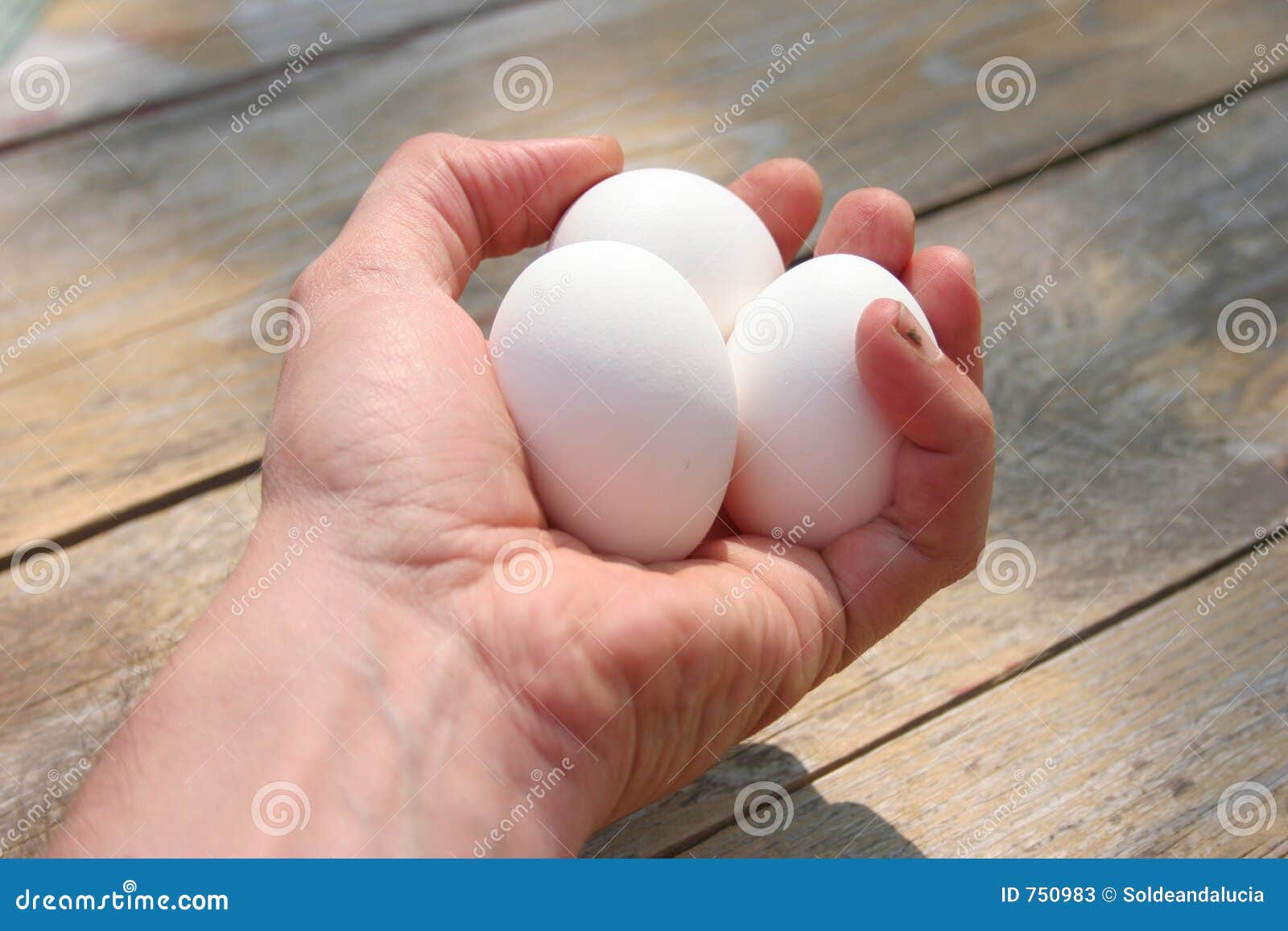 Eggs in a hand stock image. Image of food, color, uniformity - 750983
