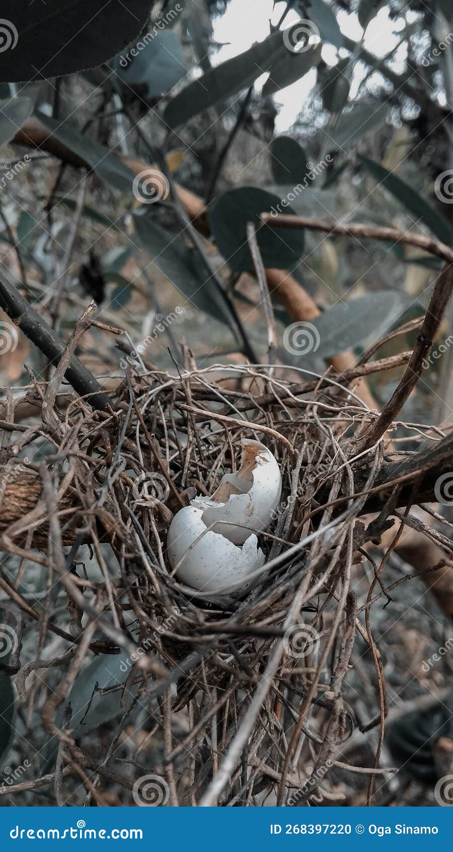 Eggs hatch on twigs stock photo. Image of nature, hatching - 268397220