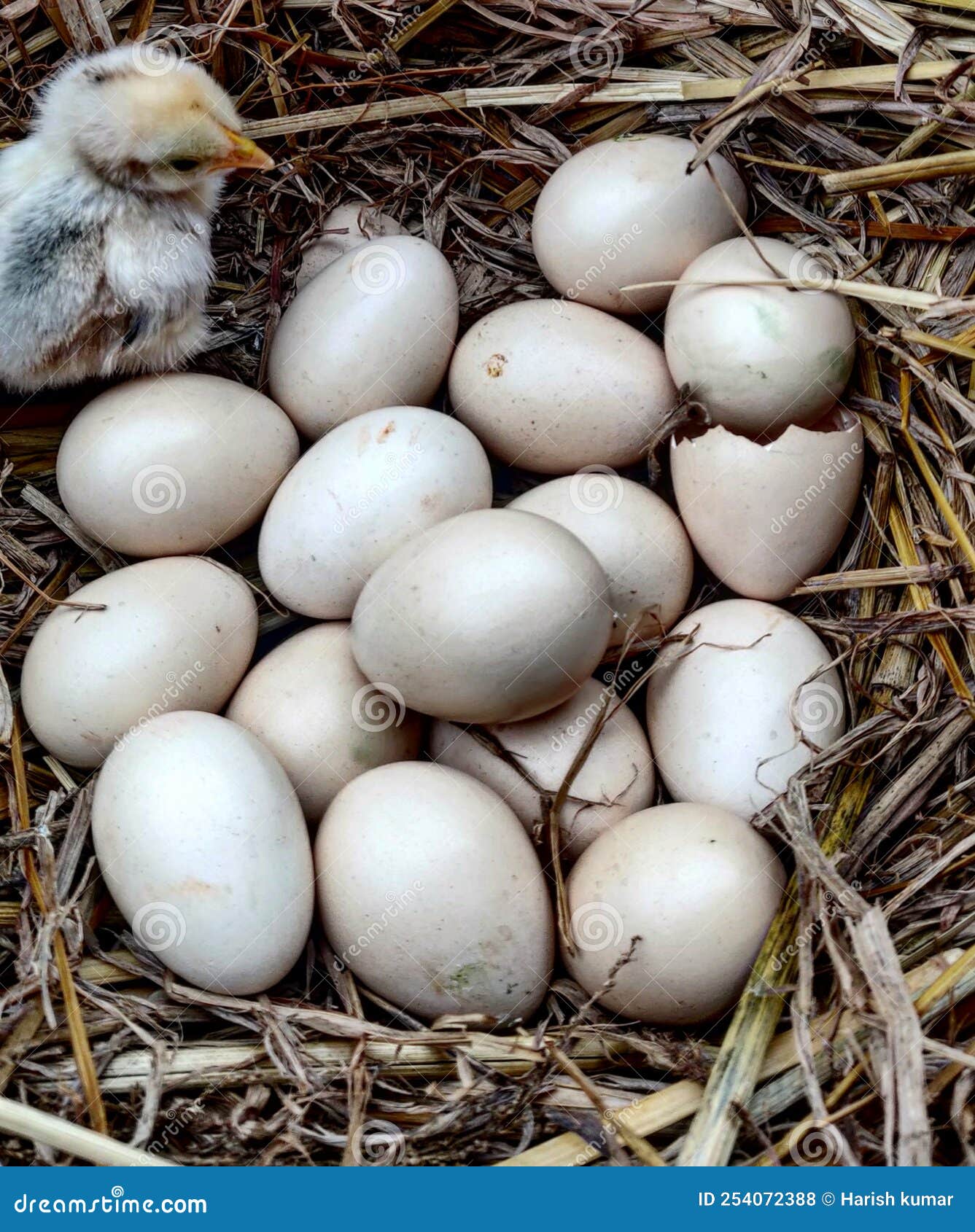 Eggs Hatching Chicks Countrysidechicken Stock Photo - Image of chicks ...