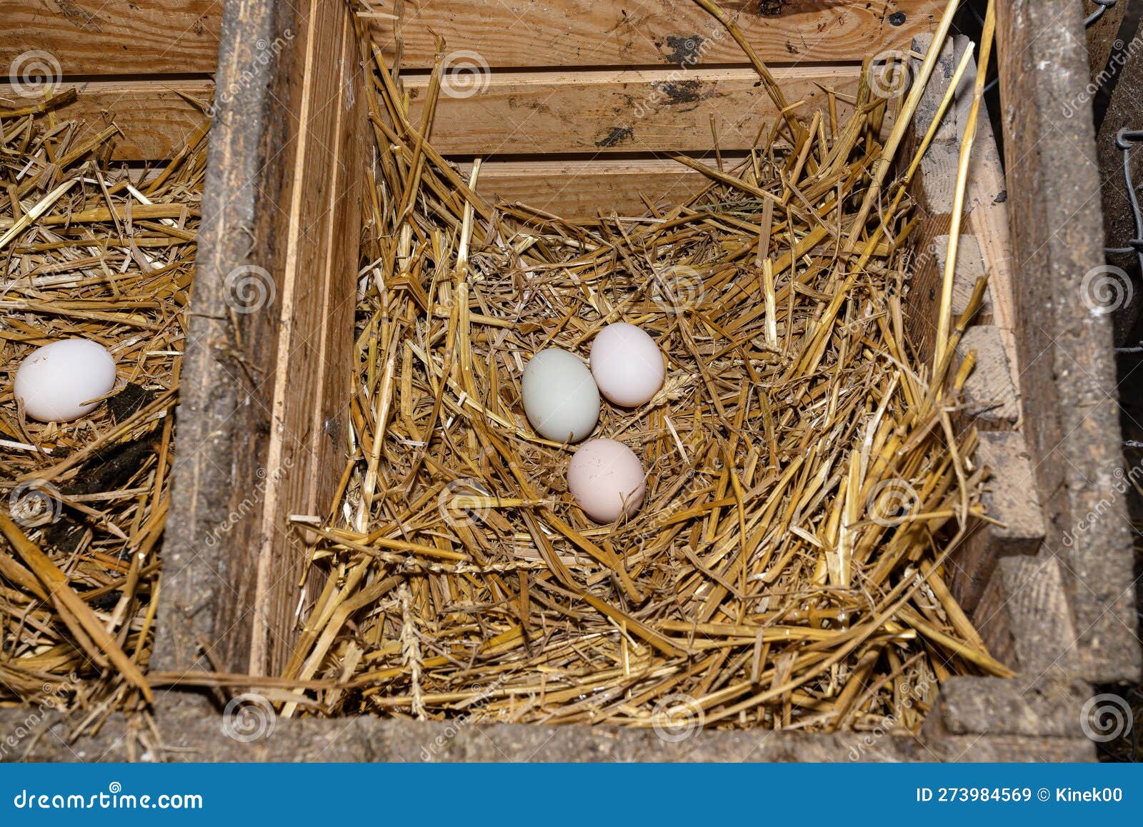 Eggs in the Henhouse Lying on the Hay, Freshly Made by the Hen. Stock ...
