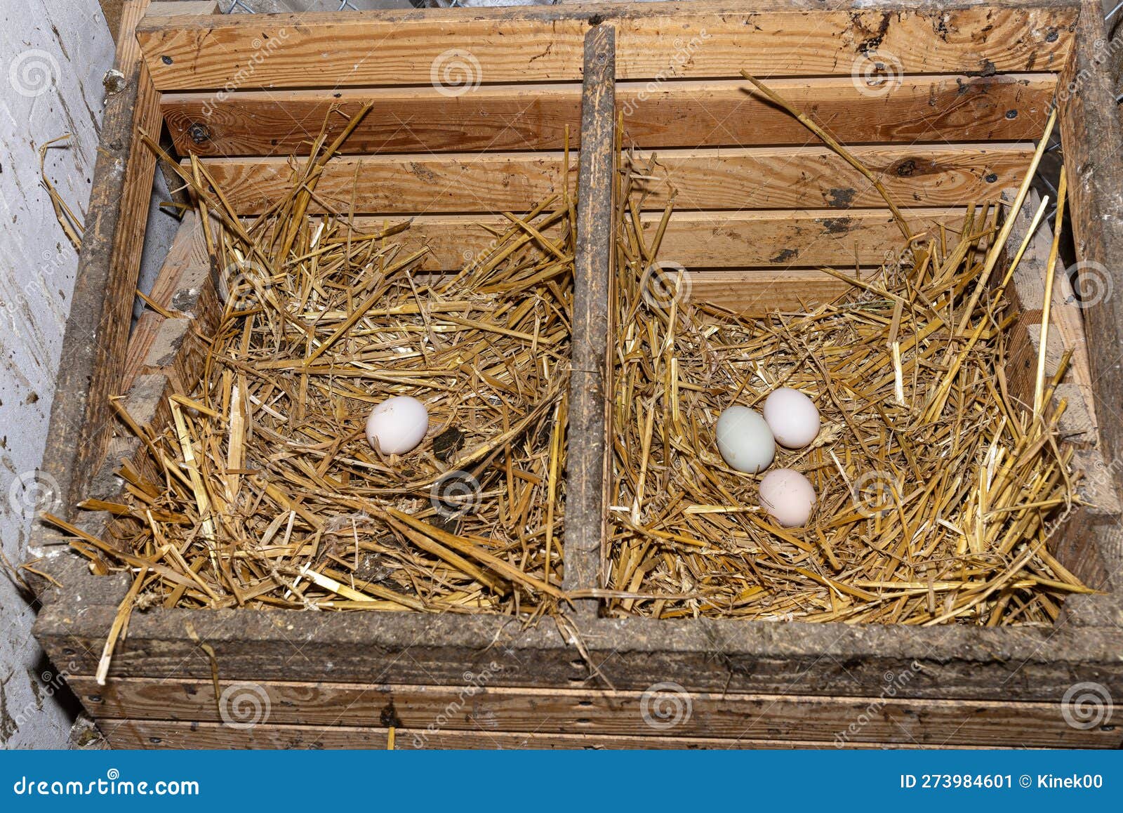 Eggs in the Henhouse Lying on the Hay, Freshly Made by the Hen. Stock ...
