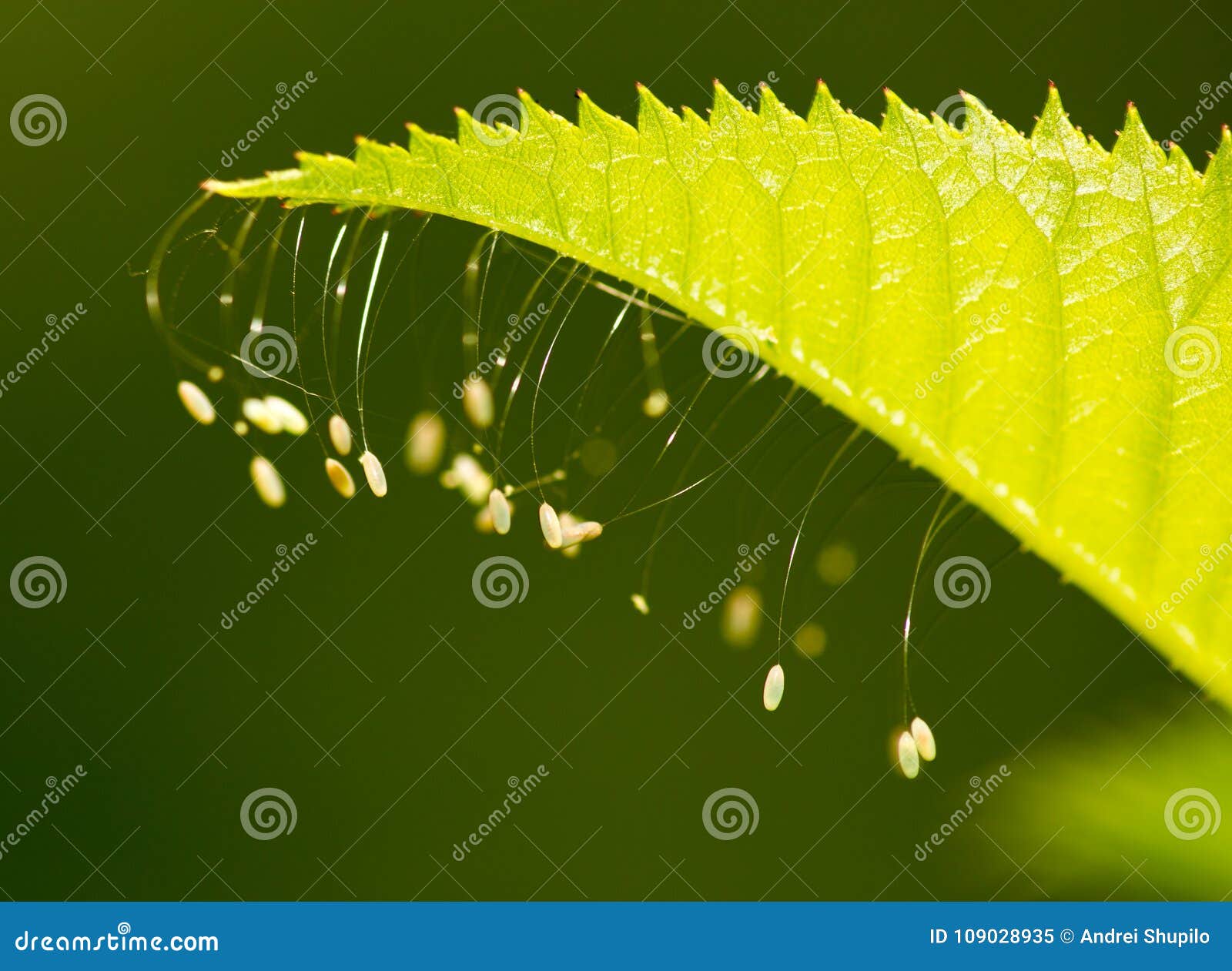 Eggs of an Insect on a Leaf of a Tree Stock Image - Image of leaves ...