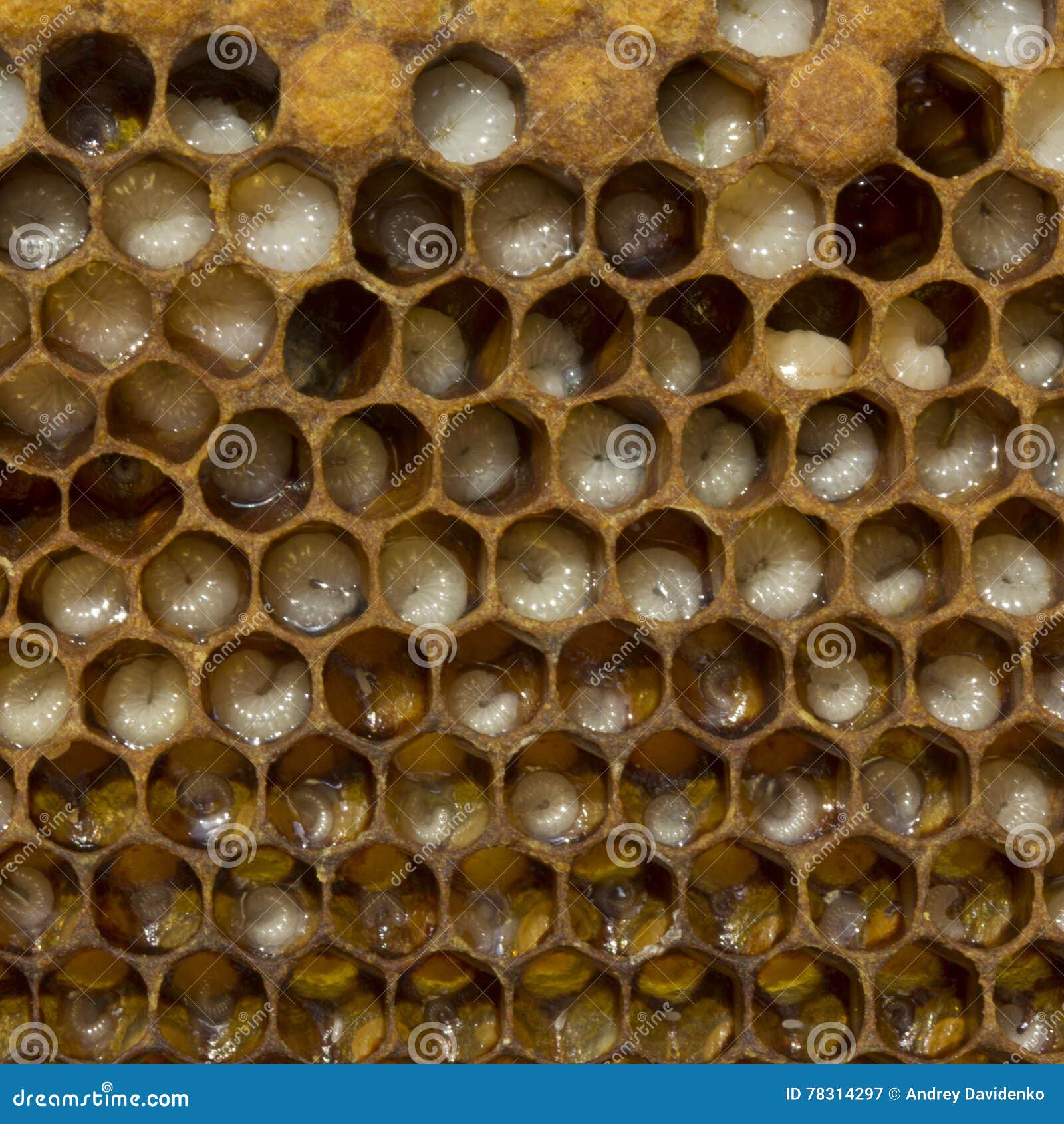 Eggs, Larvae and Cocoons Bee Stock Image - Image of fauna, entomology ...