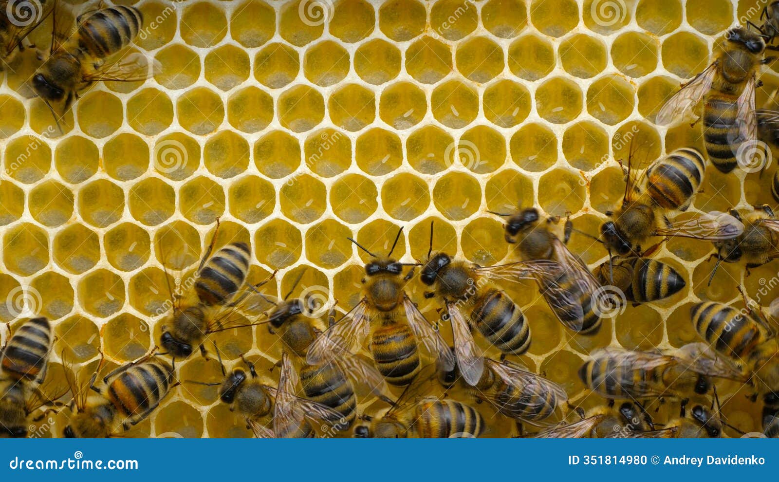 Eggs and Larvae of Future Honey Bees Stock Photo - Image of honey ...