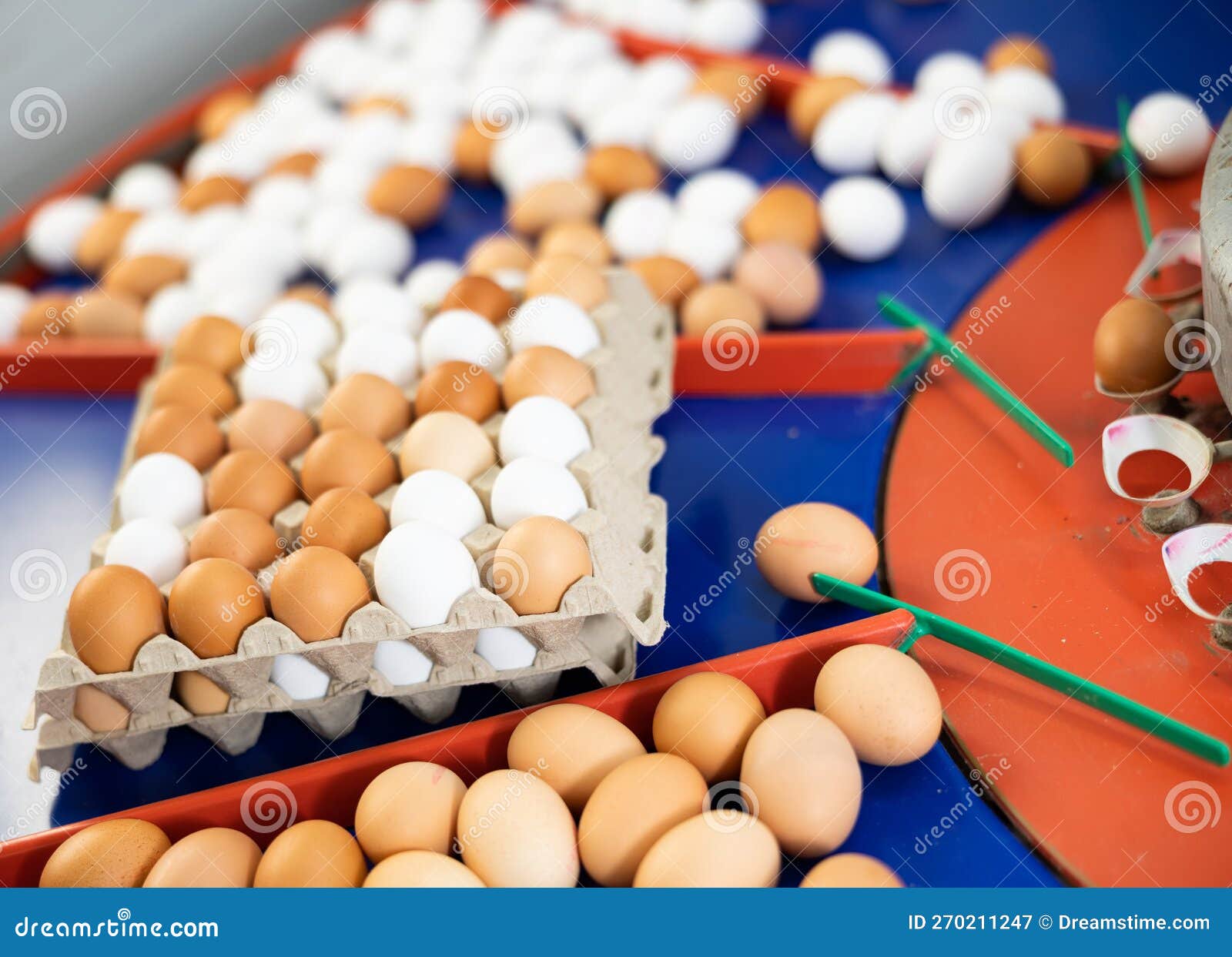 Eggs in Modernized Sorting Shop Stock Image - Image of dozen, brown ...